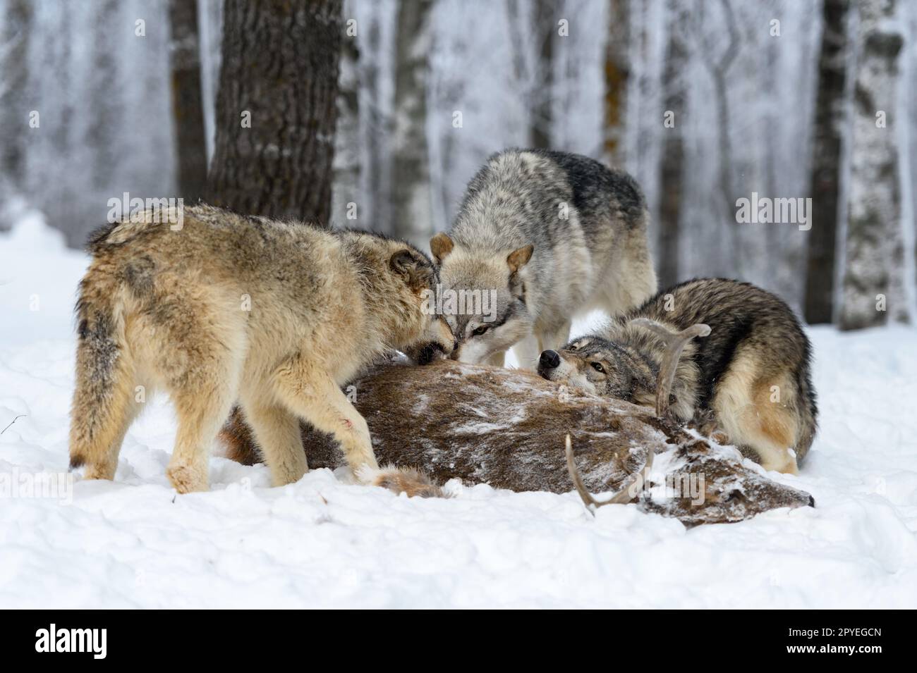Wolves (Canis lupus) Dig in At White-Tail Deer Winter - captive animals ...