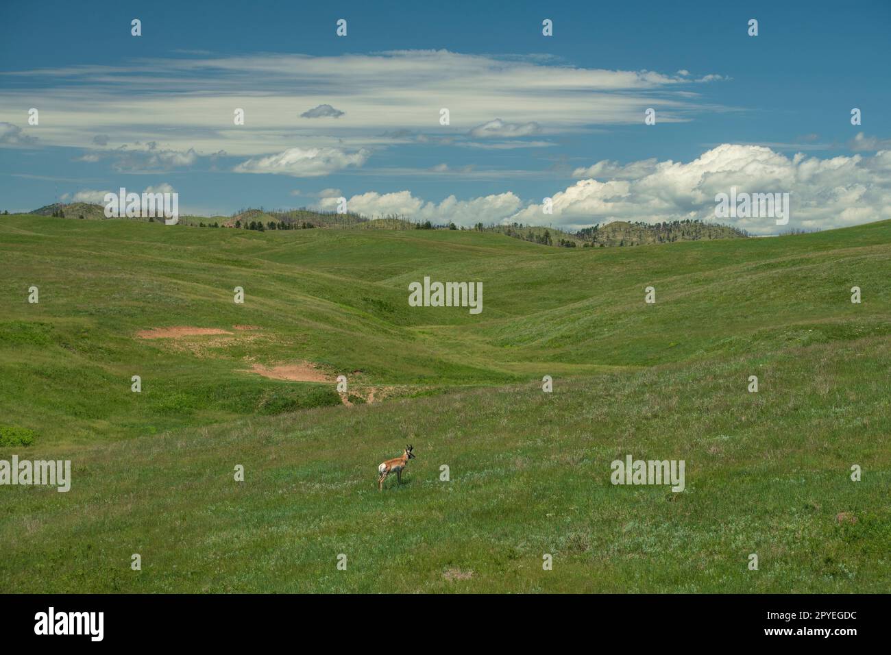 USA, Great Plains, South Dakota, Black Hills, Custer State Park ...