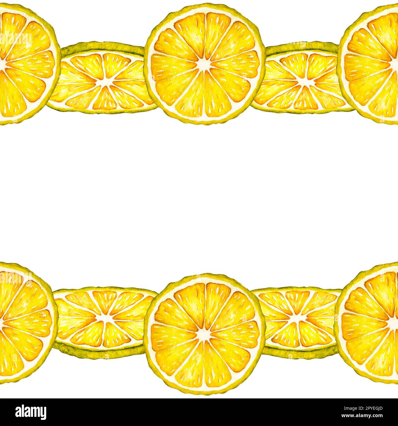 Watercolor seamless border lemon slice. Hand drawn botanical illustration of yellow citrus ...