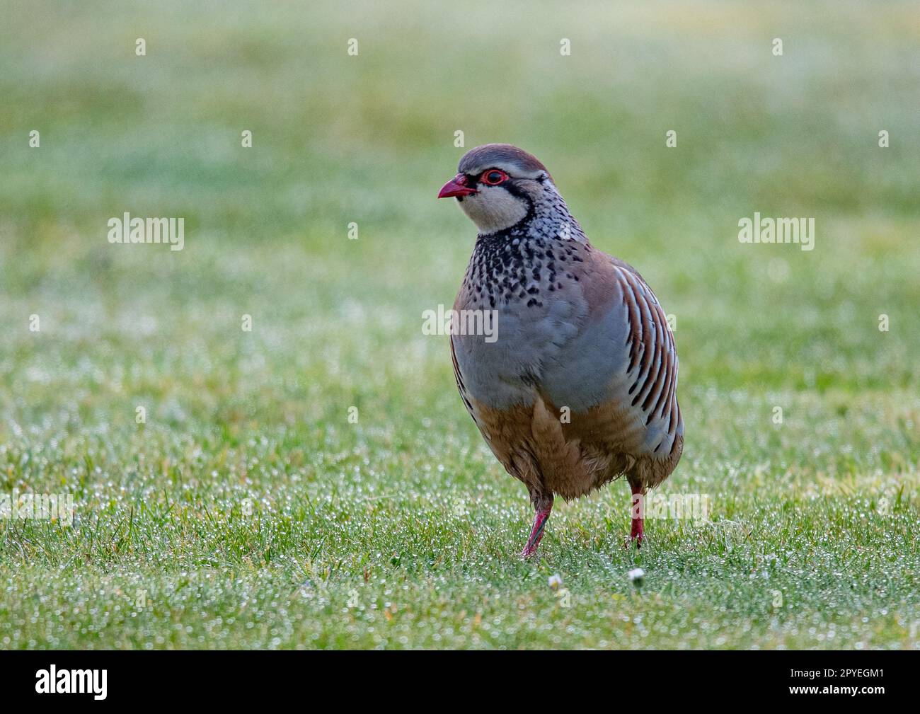 A colourful French or red legged Partridge ( Alectoris rufa) posing on ...
