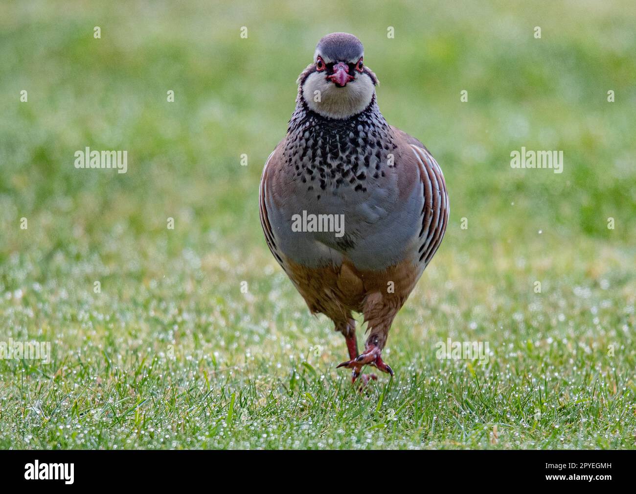 A French or red legged Partridge ( Alectoris rufa) strutting its way ...