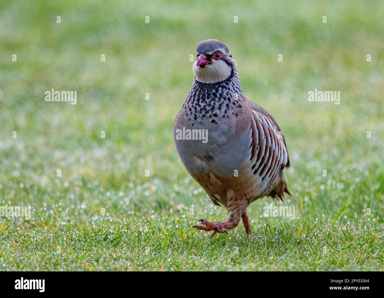French partridge feathers hi-res stock photography and images - Alamy
