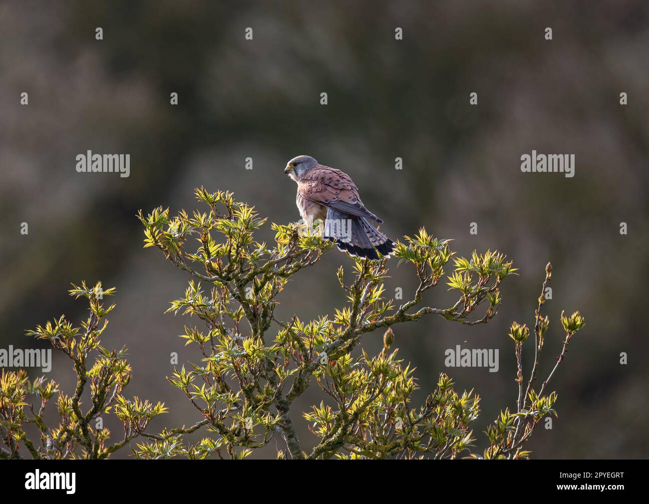 A beautiful male Kestrel ( Falco tinnunculus) sitting in Rowan tree in ...