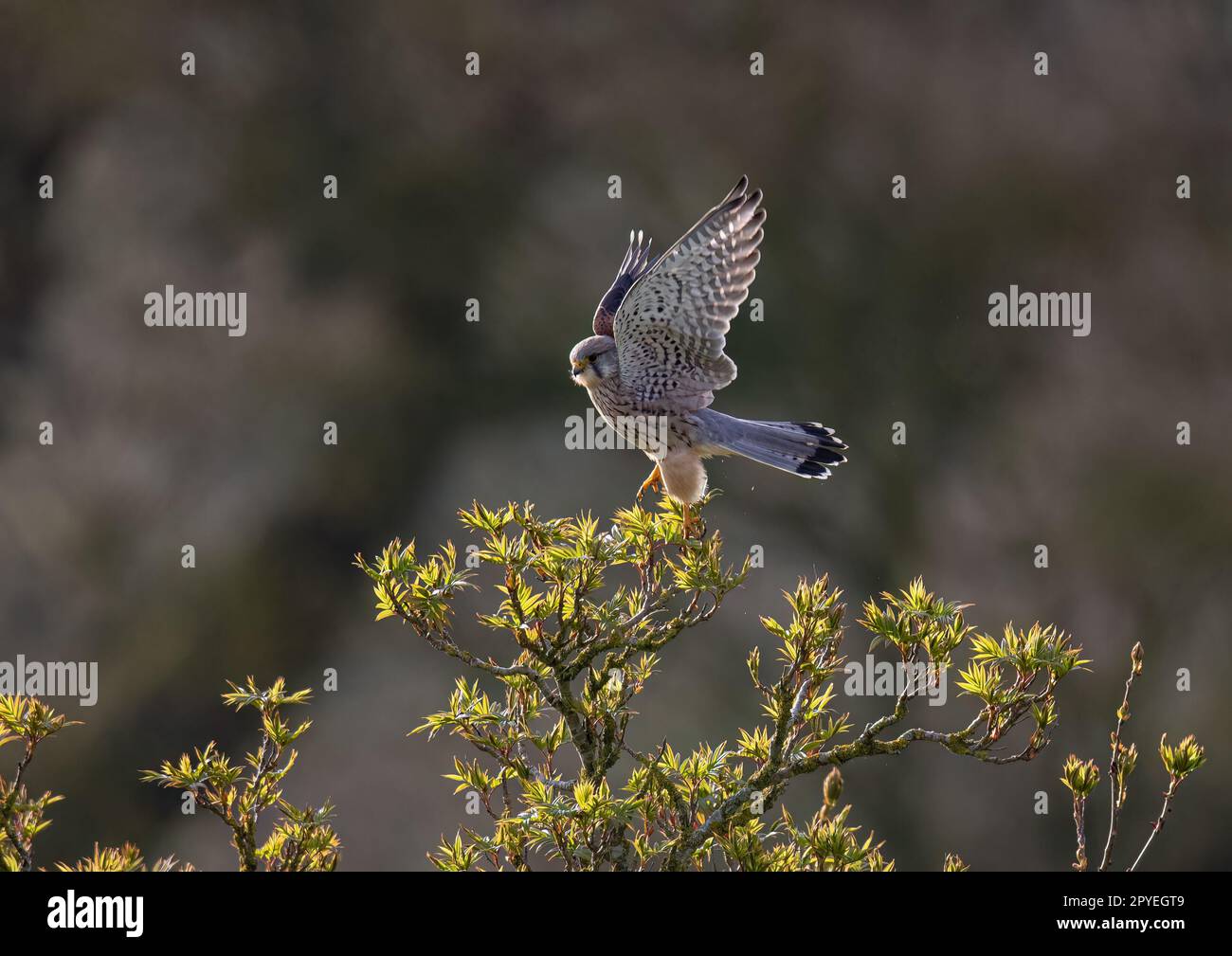 A male Kestrel ( Falco tinnunculus) wings extended upwards. Showing off ...