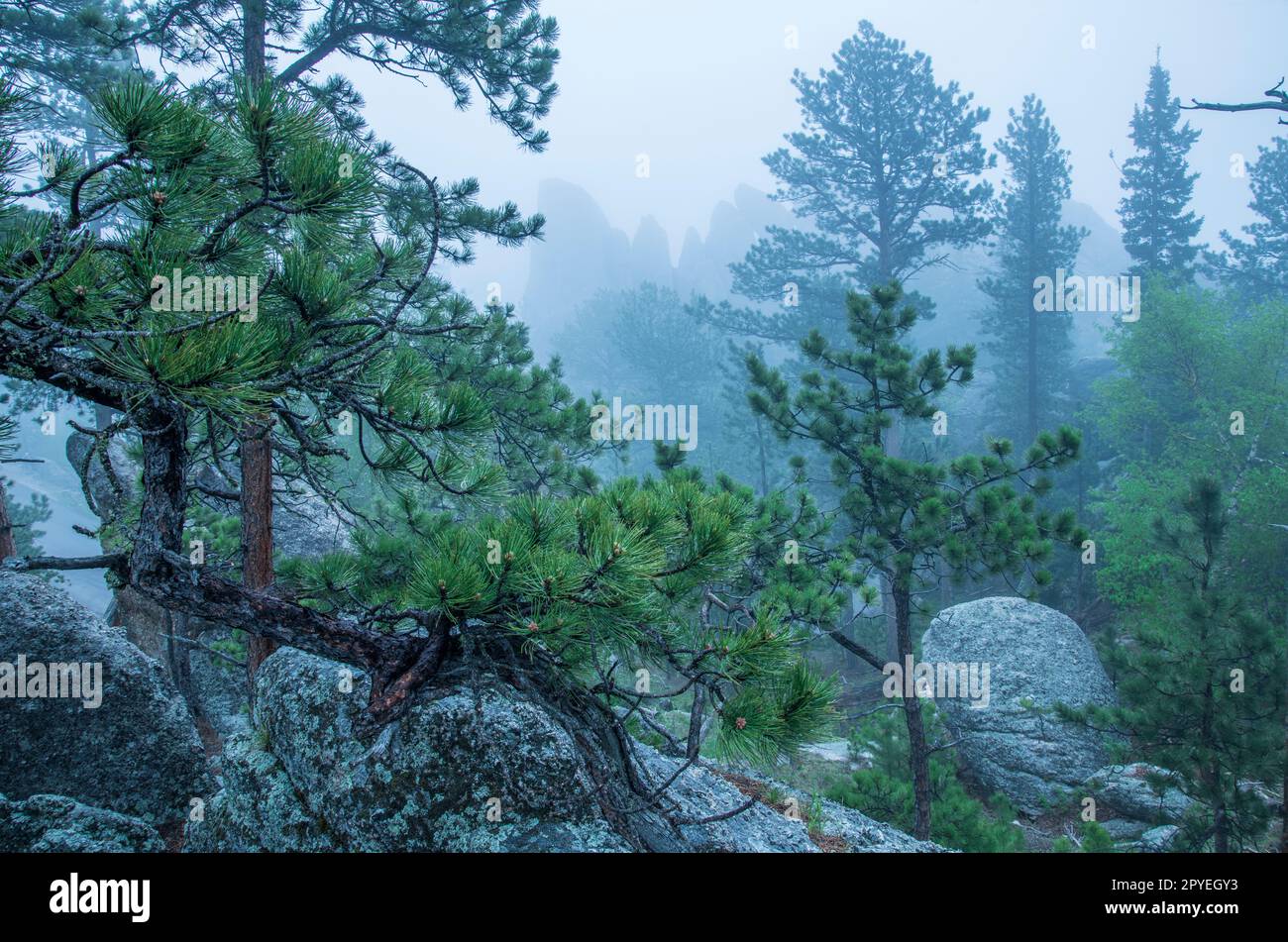 USA, Great Plains, South Dakota, Black Hills, Custer State Park pine ...