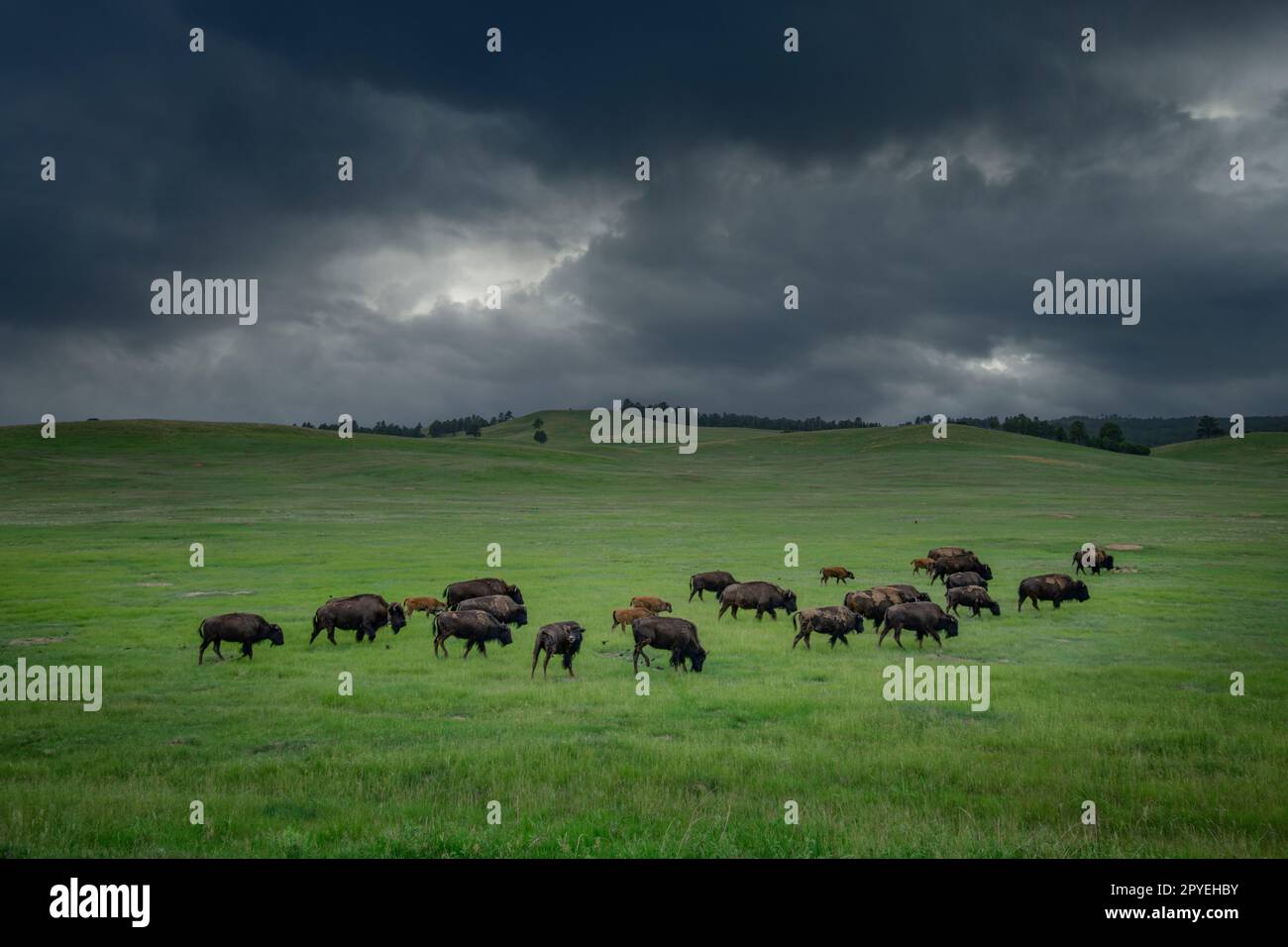 USA, Great Plains, South Dakota, Black Hills, Wind Cave, National Park ...