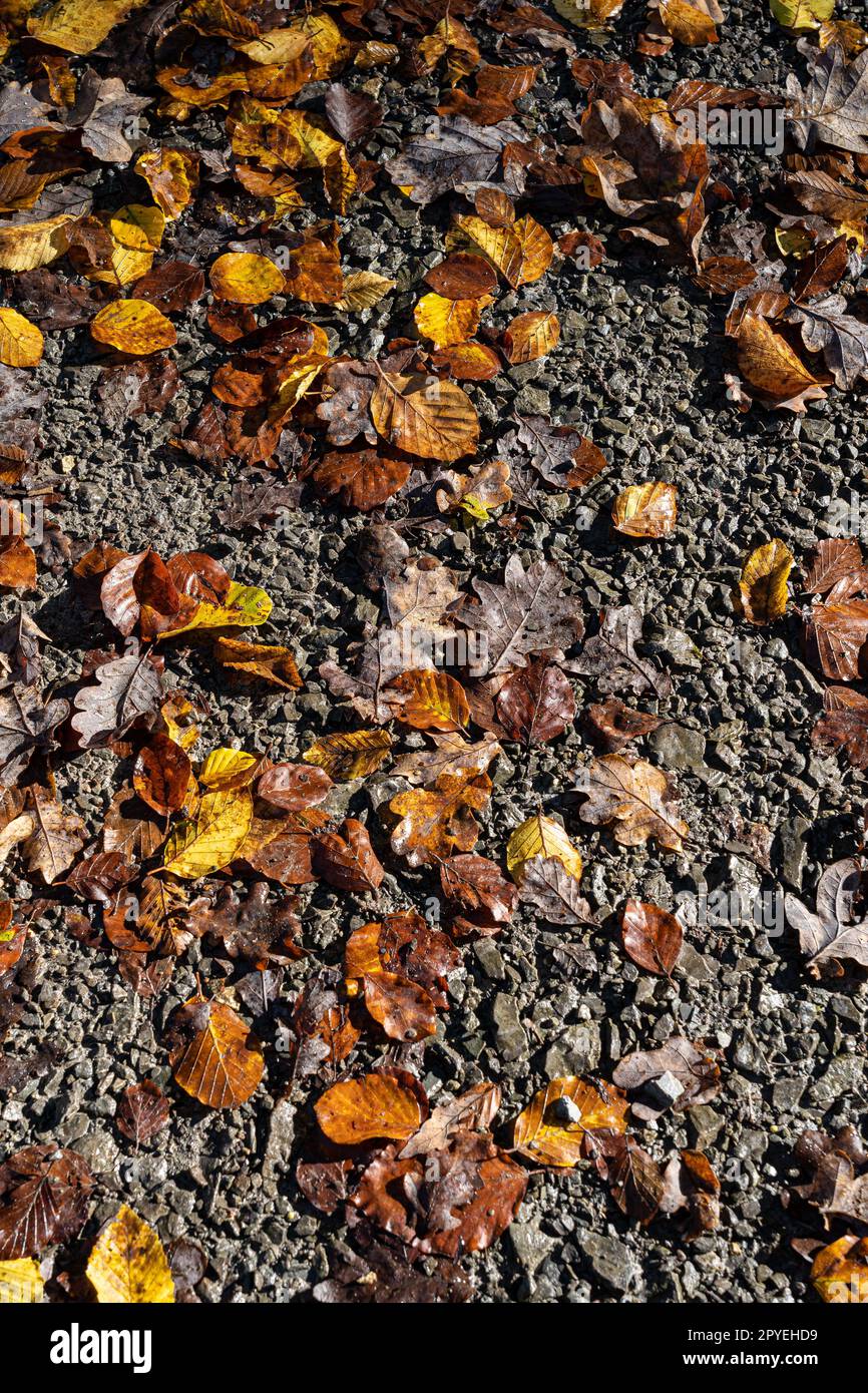 Fallen dead leaves on the gray ground Stock Photo - Alamy