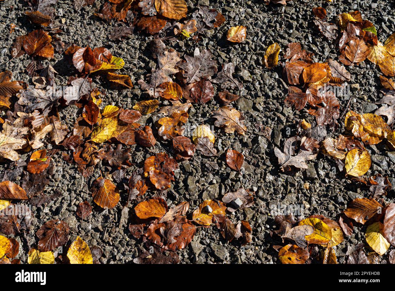 Dead and alive plant hi-res stock photography and images - Alamy