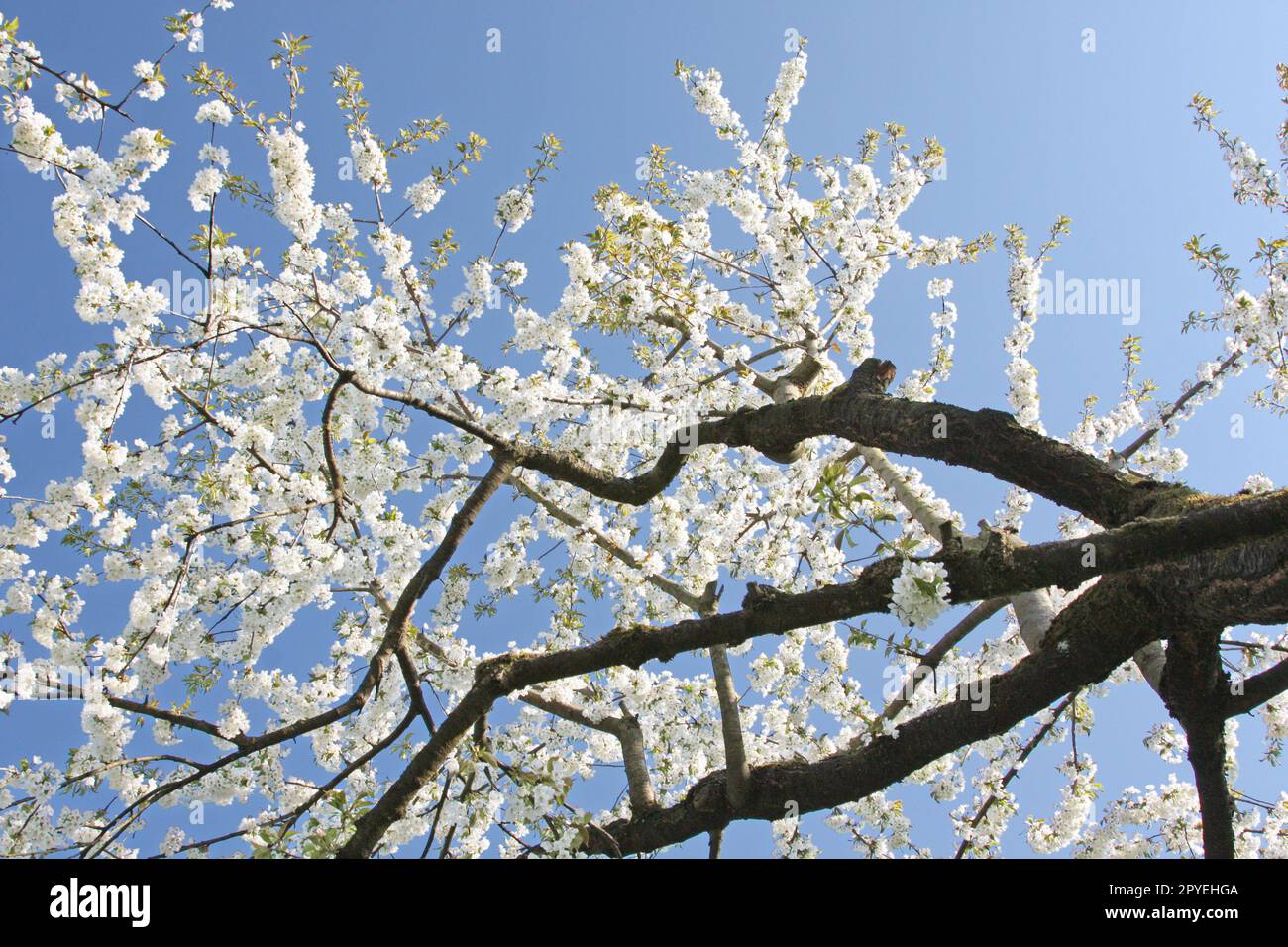 Beautiful branch of blossoming tree in spring Stock Photo - Alamy