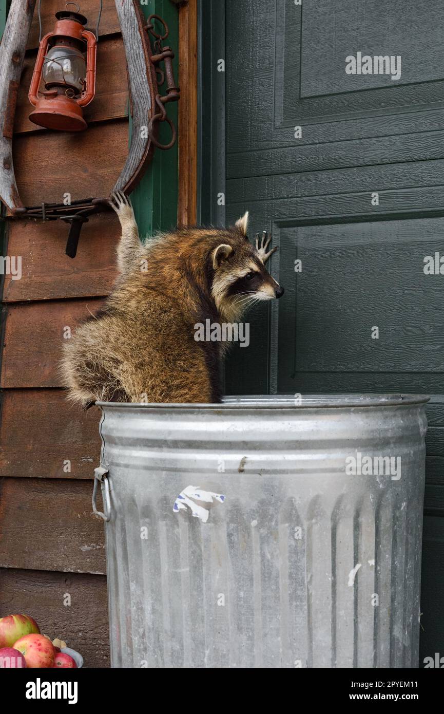 Raccoon (Procyon lotor) Turns While Reaching Up to Touch Harness ...