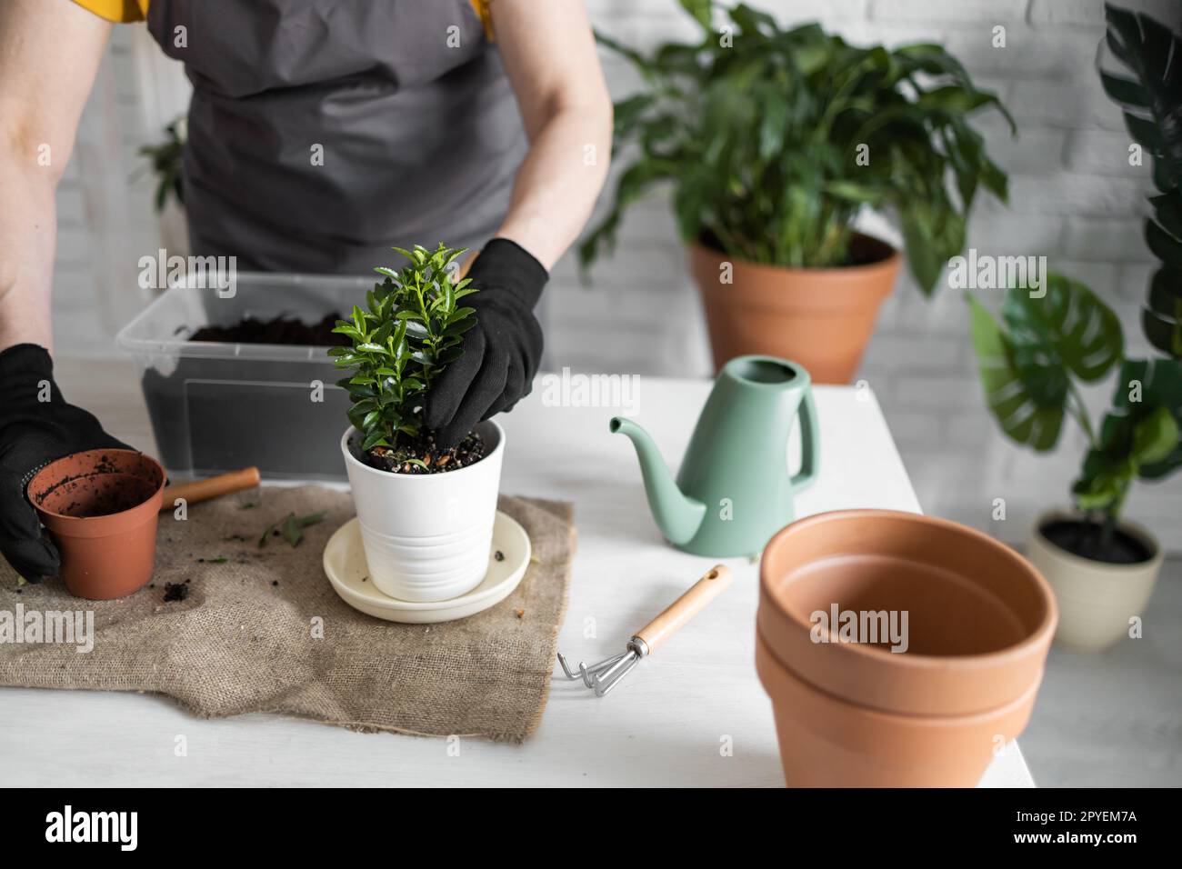 Close-up spring houseplant care, repotting houseplants. Waking up ...