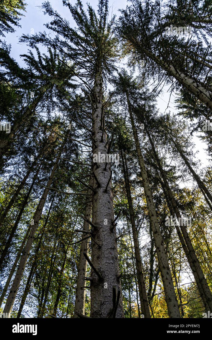 High trees hi-res stock photography and images - Alamy