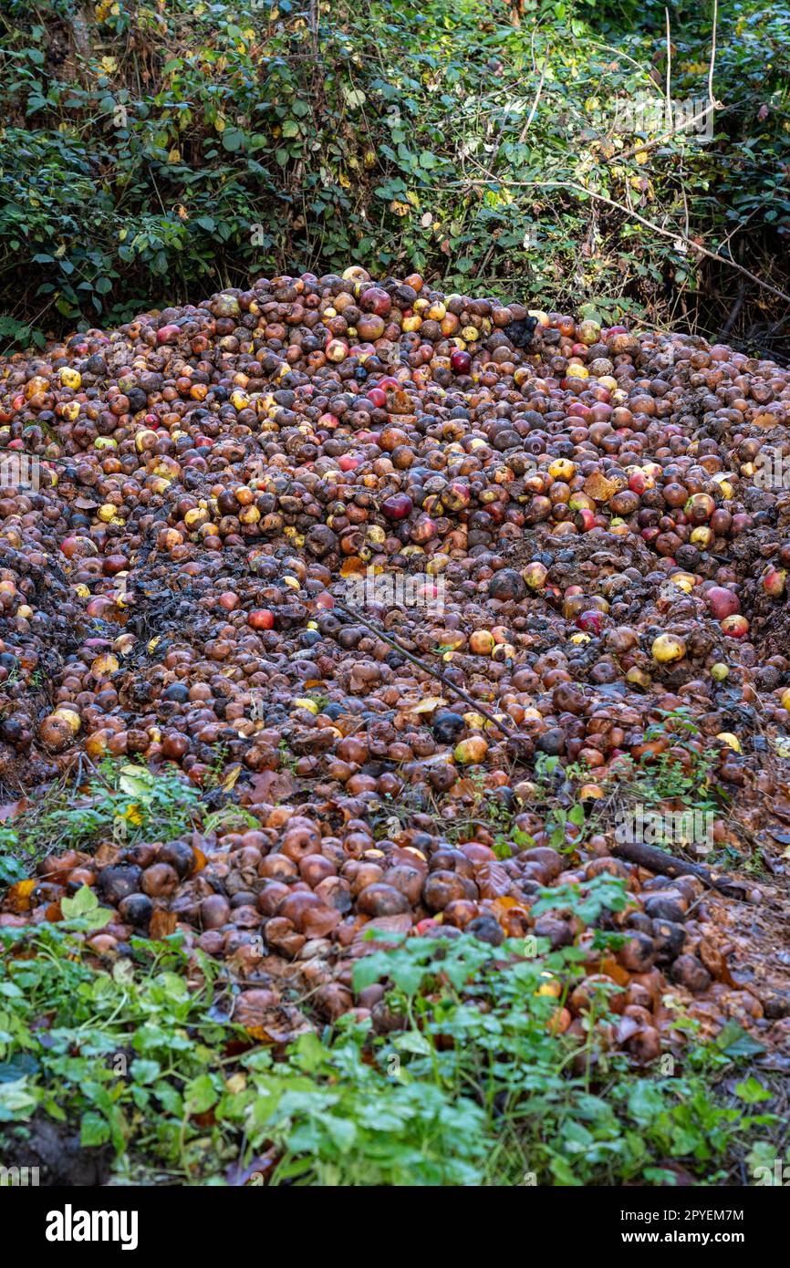 A heap of brown and rooten apples in front of the forest Stock Photo ...