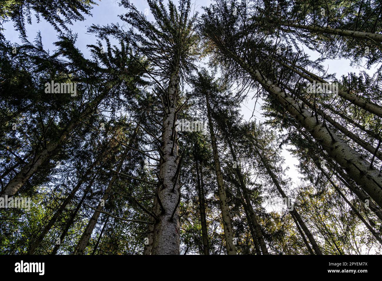 High trees and blue sky in the middle of the forest Stock Photo - Alamy