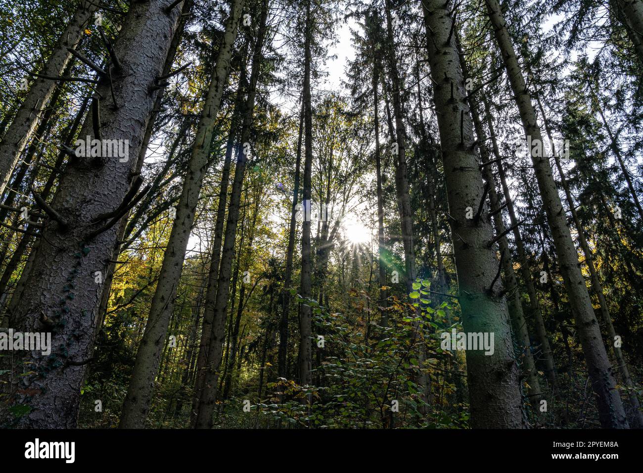 High trees hi-res stock photography and images - Alamy