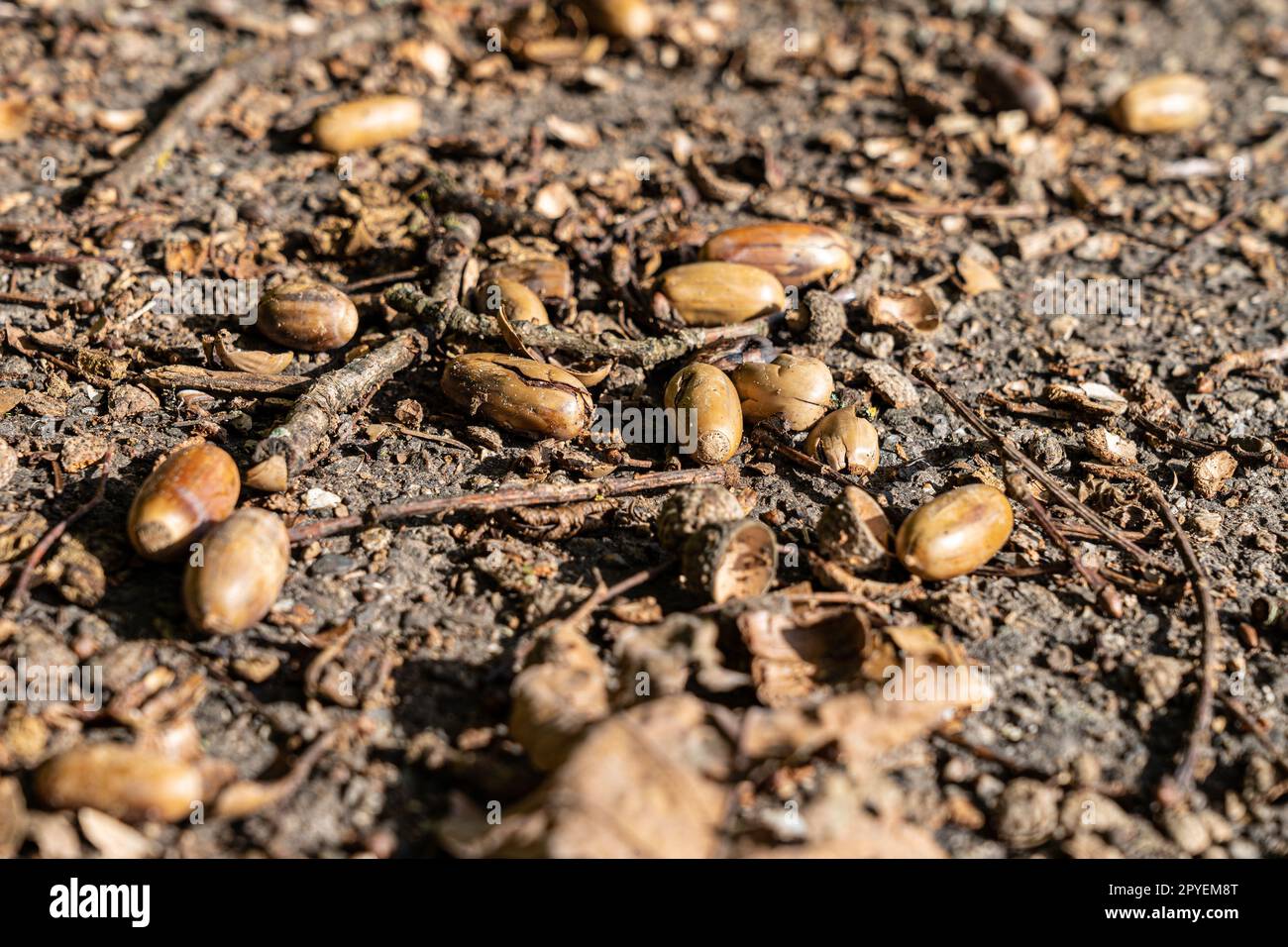 A lot of smashed acorns and branches on the ground Stock Photo - Alamy