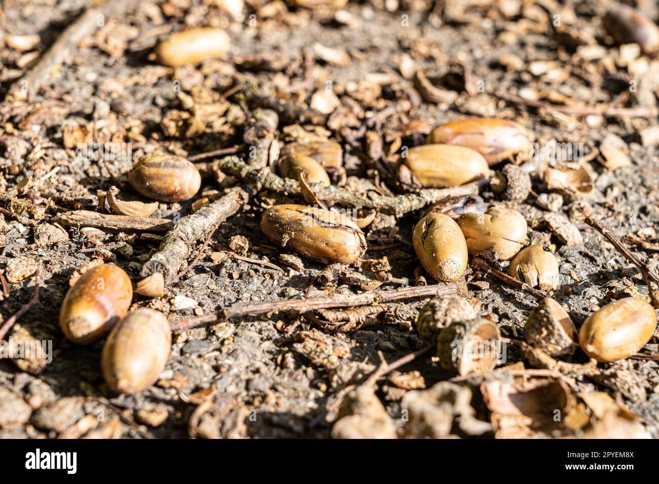 Smashed acorns hi-res stock photography and images - Alamy