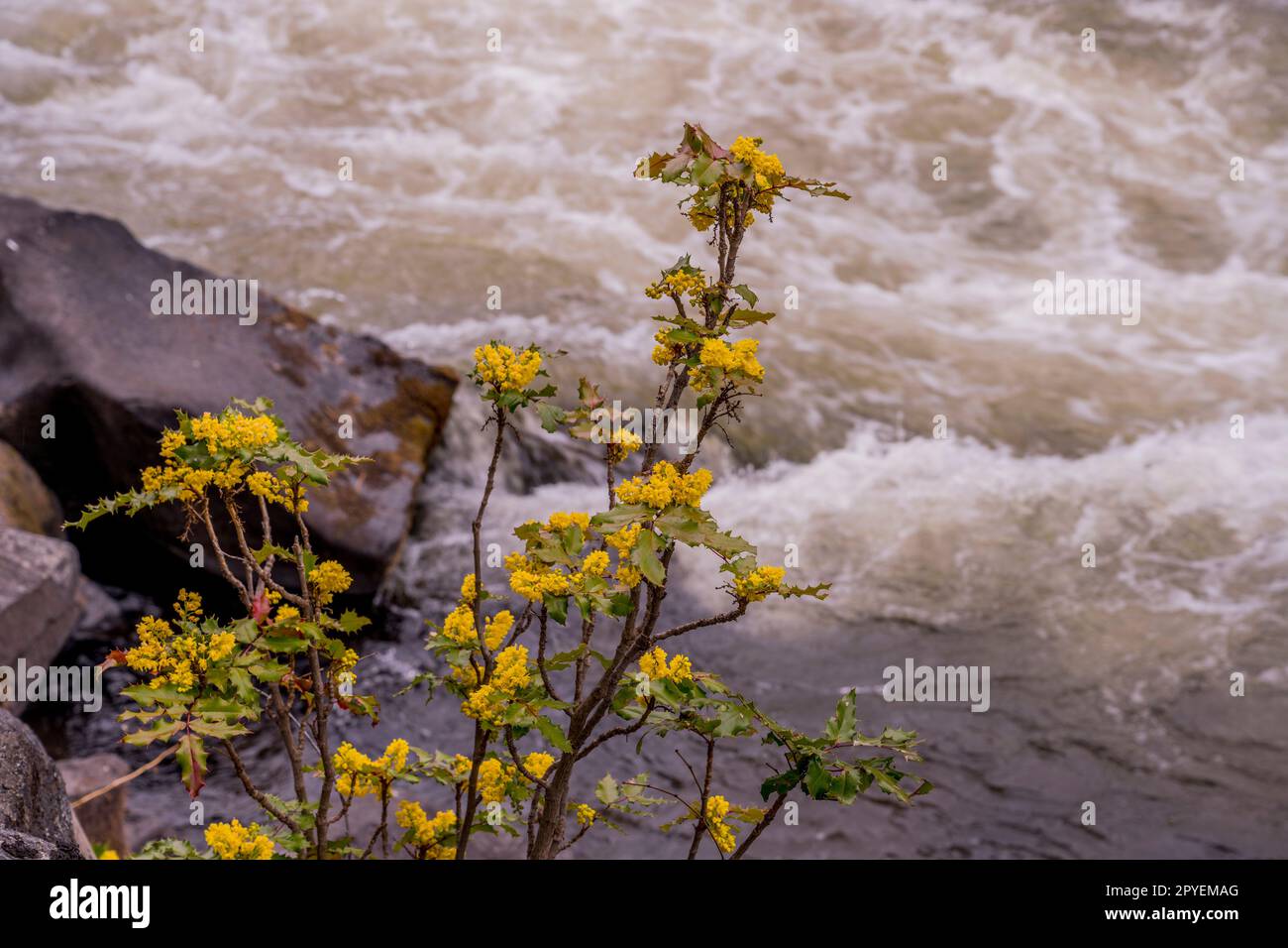 A Oregon grape or holly-leaved barberry (Mahonia aquifolium), is a ...