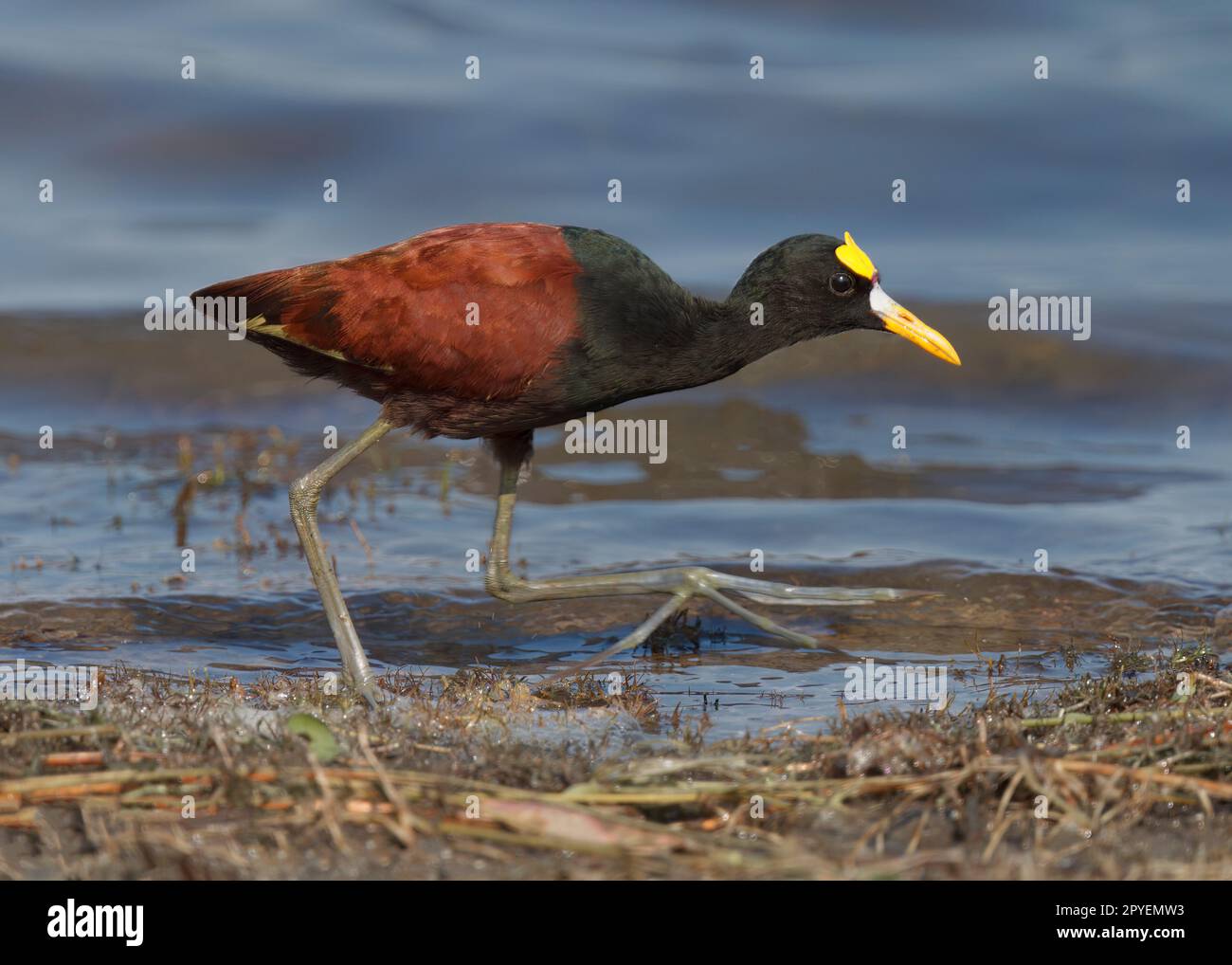 Northern Jacana (Jacana spinosa), Belize Stock Photo - Alamy