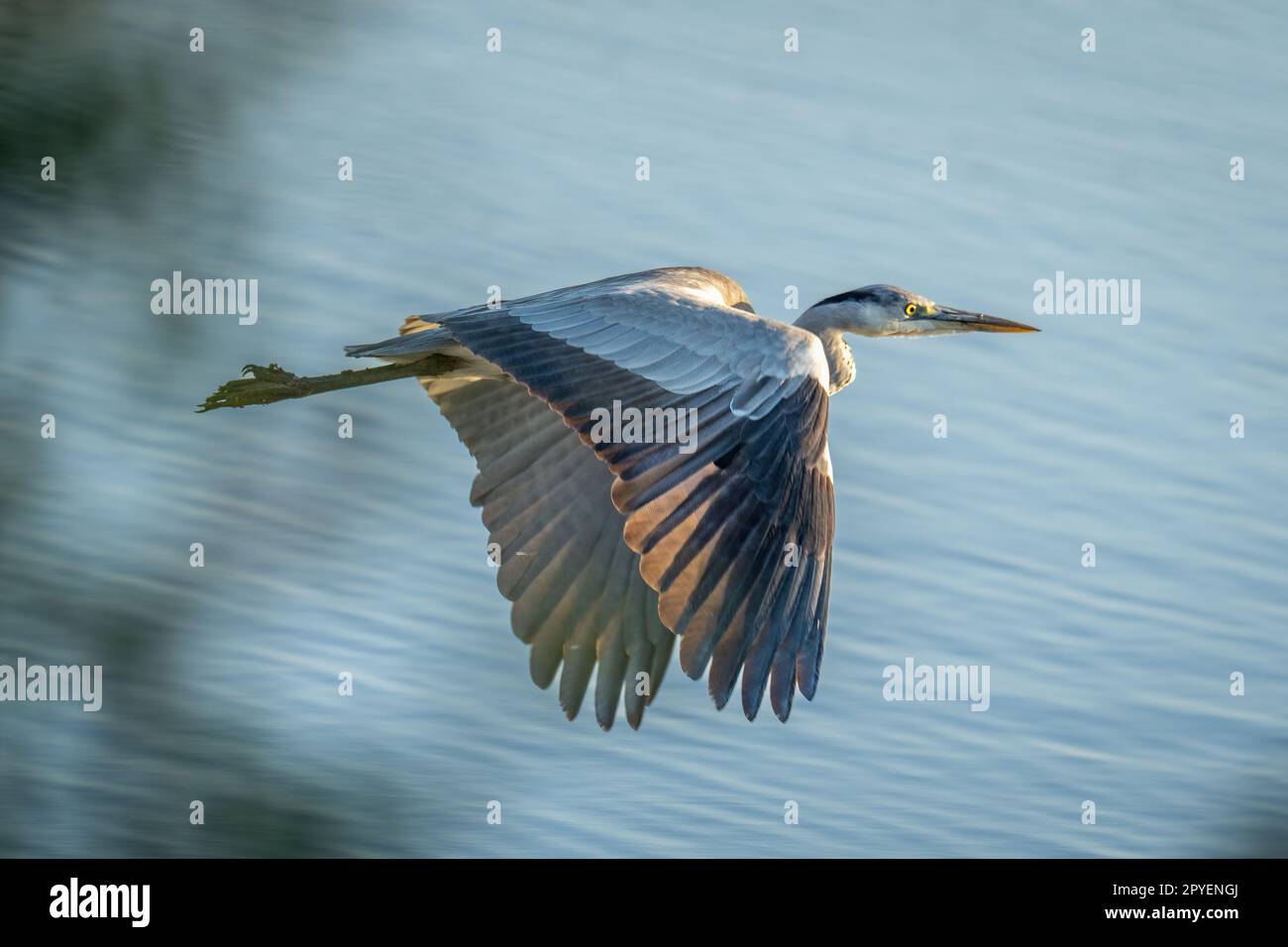 Grey heron crosses river with wings down Stock Photo - Alamy