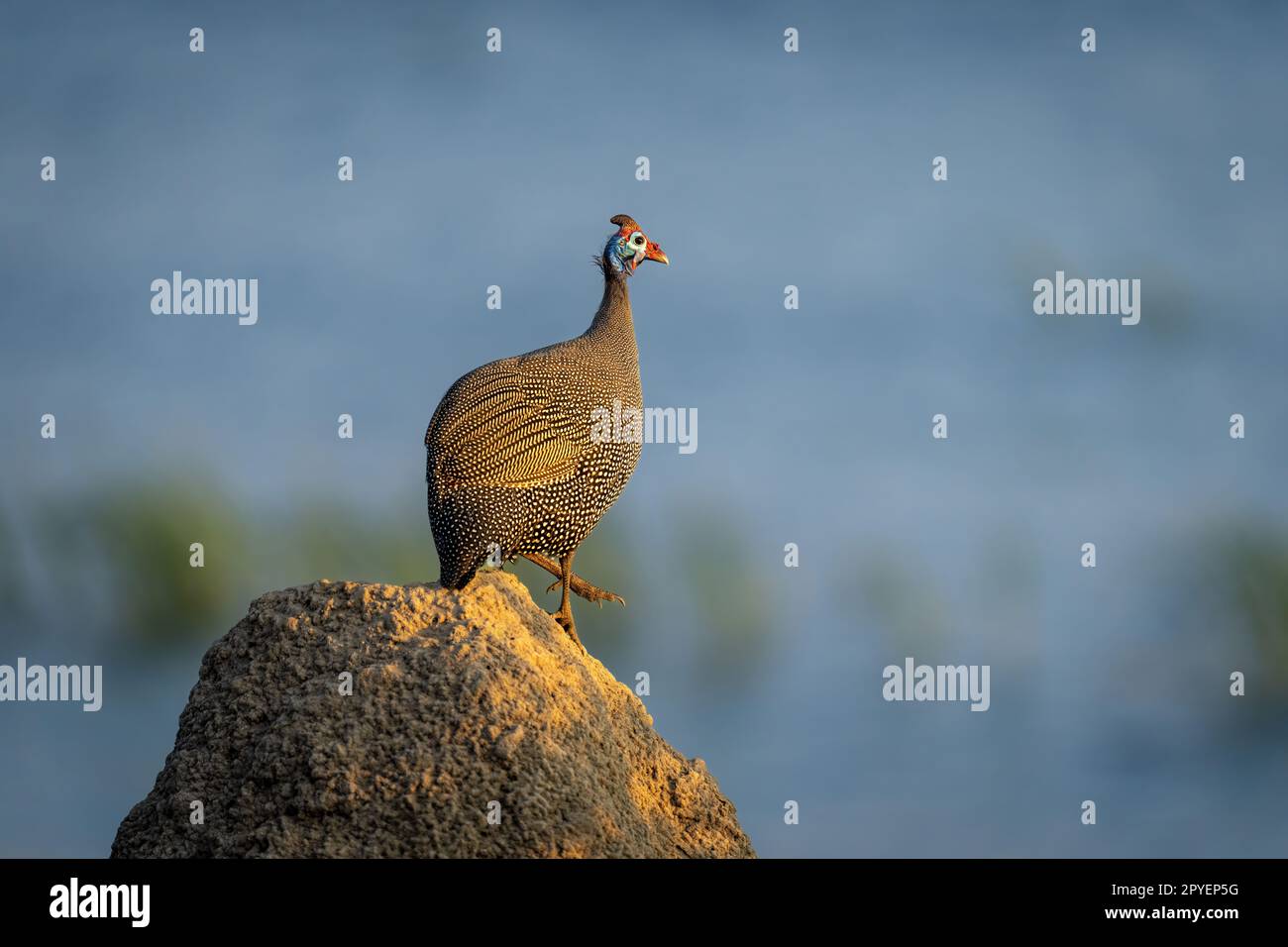 Helmeted guineafowl leaves termite mound in sunshine Stock Photo - Alamy