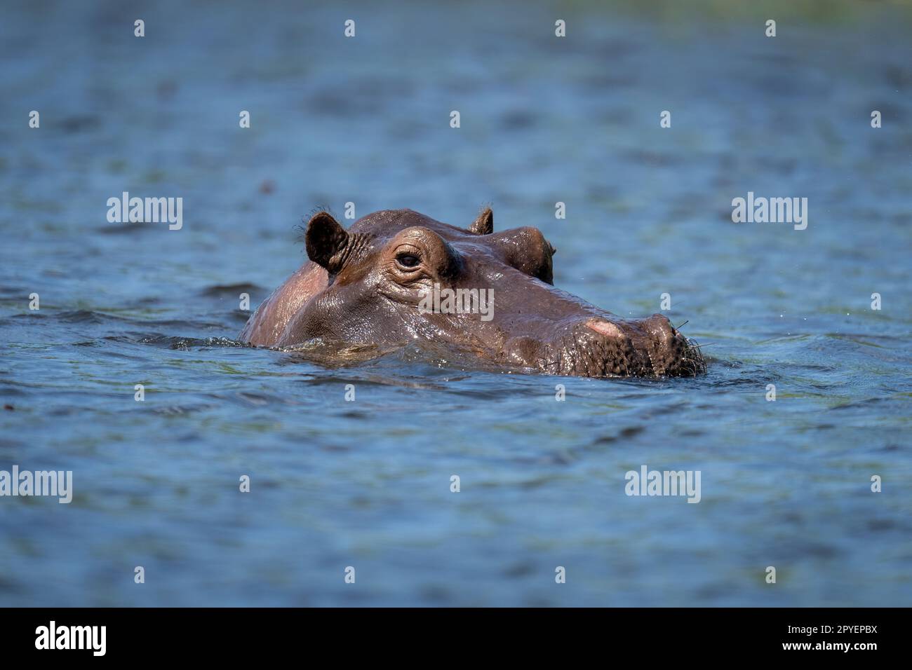 Hippo in river watching camera in sunshine Stock Photo - Alamy