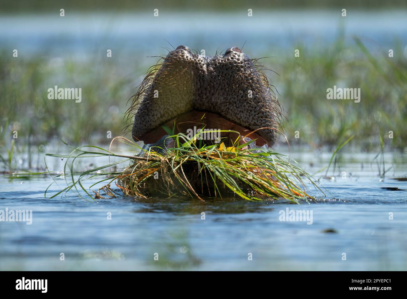 Hippo eats grass in water in sunshine Stock Photo - Alamy