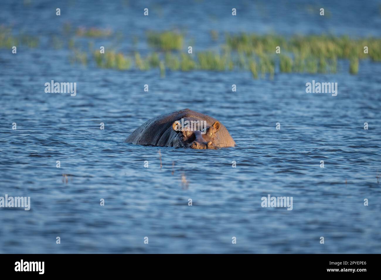 Hippo stands in shallow river watching camera Stock Photo - Alamy