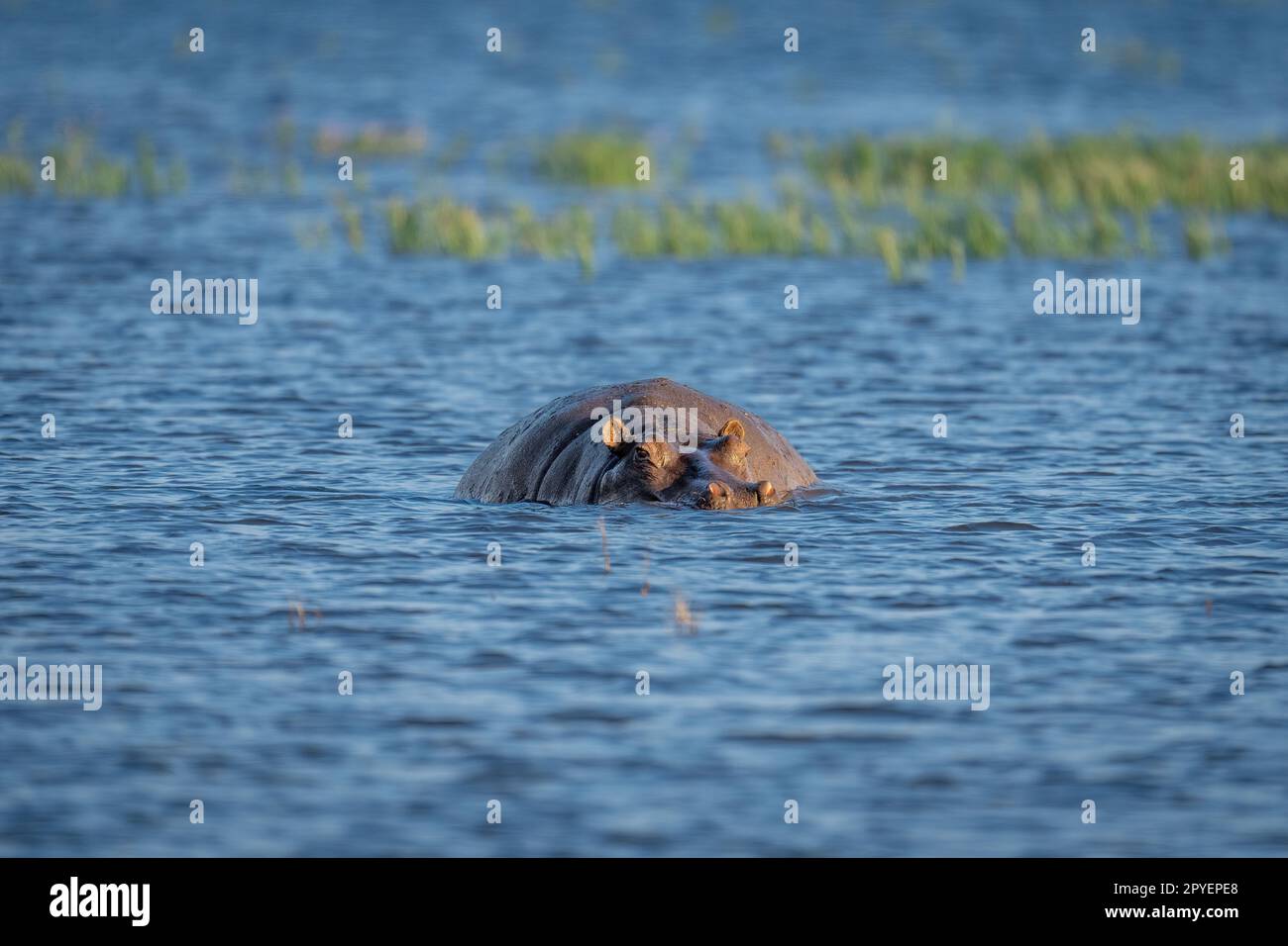 Hippo stands in shallow river turning head Stock Photo - Alamy