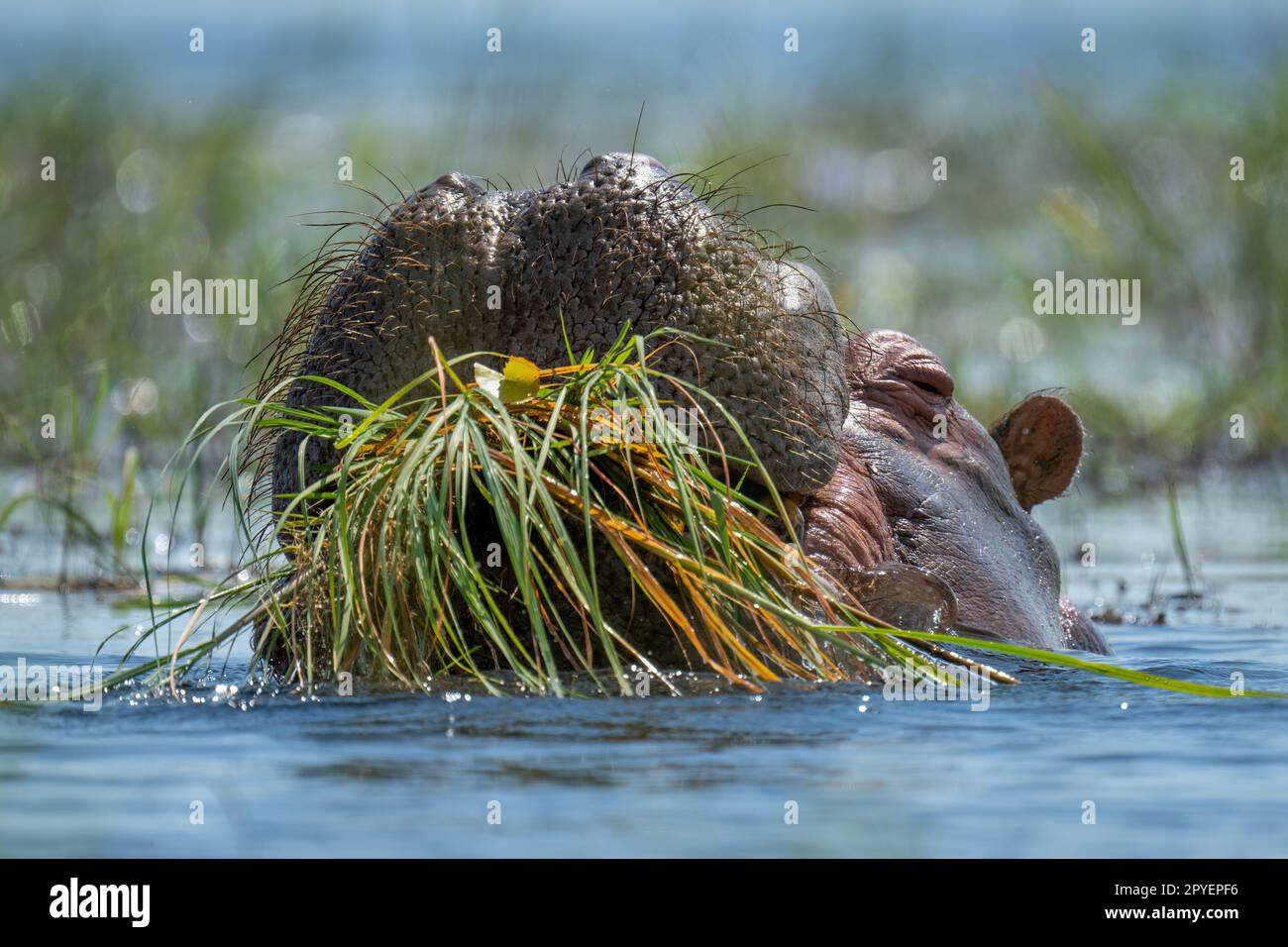Hippo eating grass in river in sunshine Stock Photo - Alamy