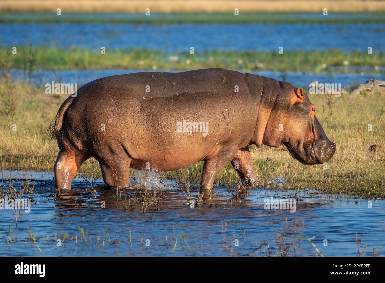 Chobe river hippo hi-res stock photography and images - Alamy