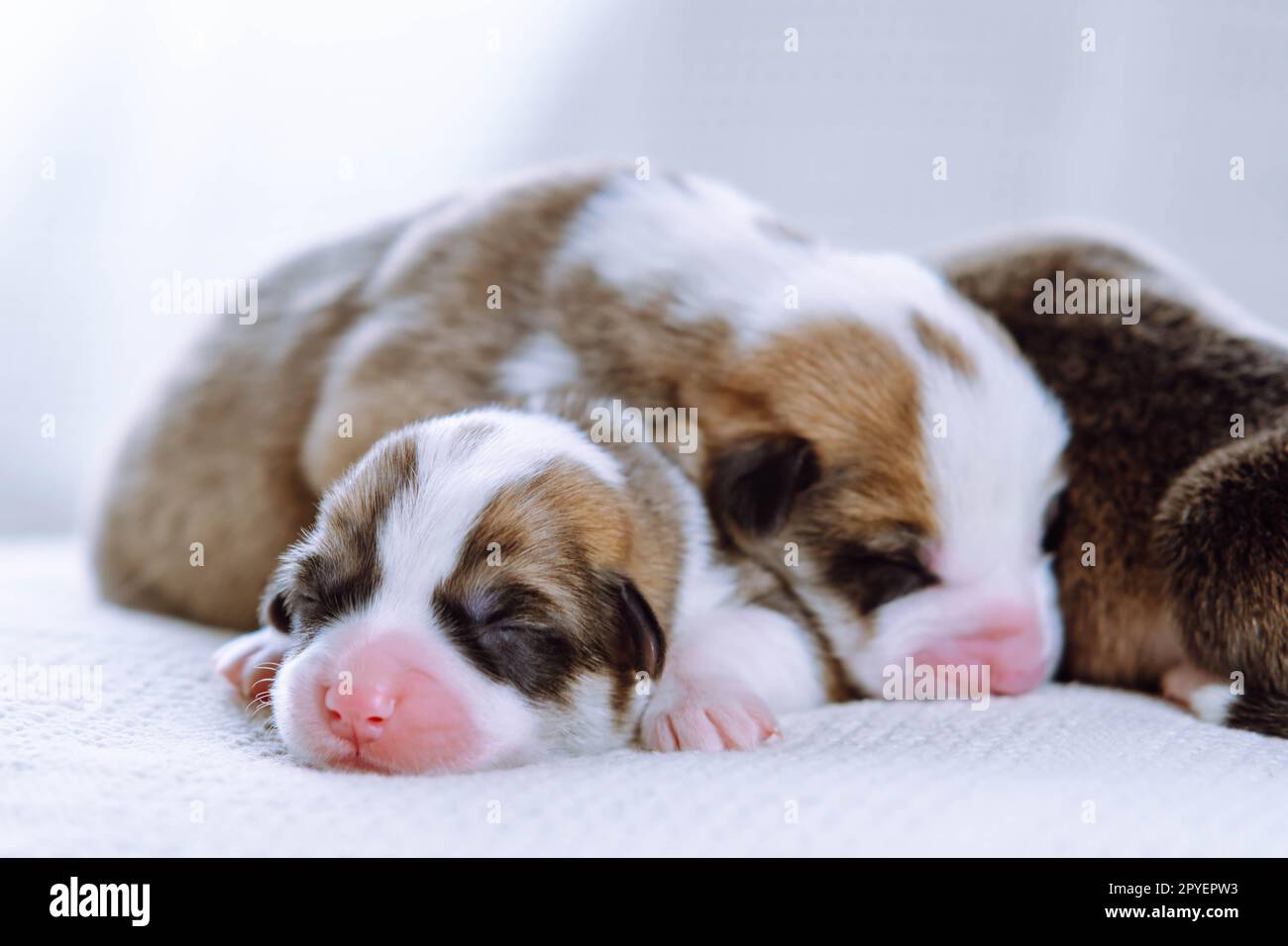 Lovely adorable multicolored brown white and black blind welsh corgi ...