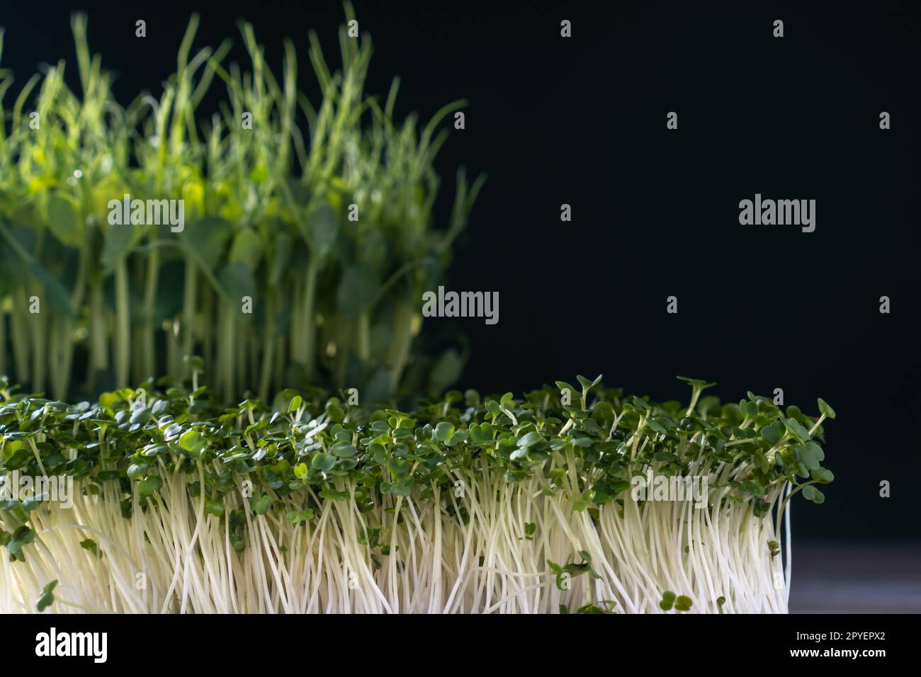 Different microgreens varieties domestic cultivation. Two types of ...