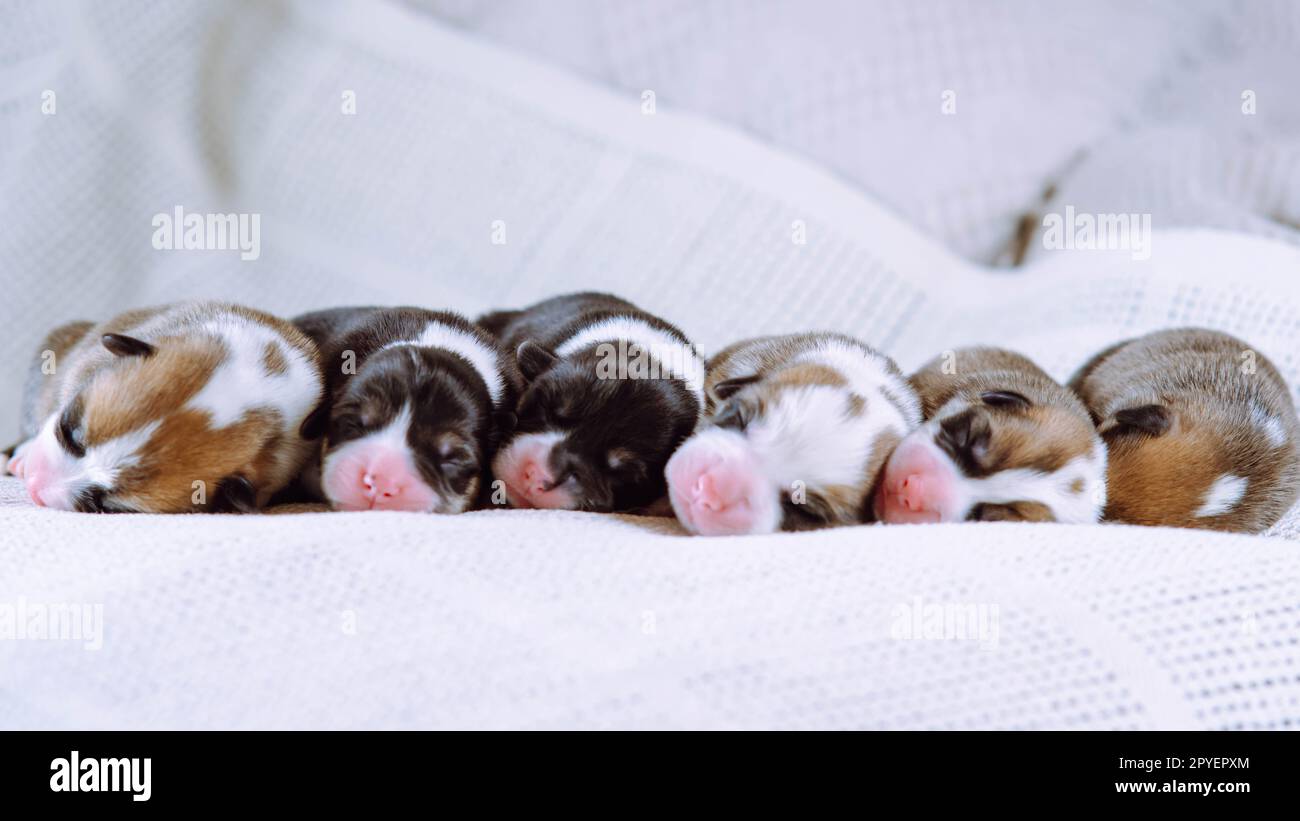 Six furry multicolored brown, white and black blind welsh corgi puppies ...