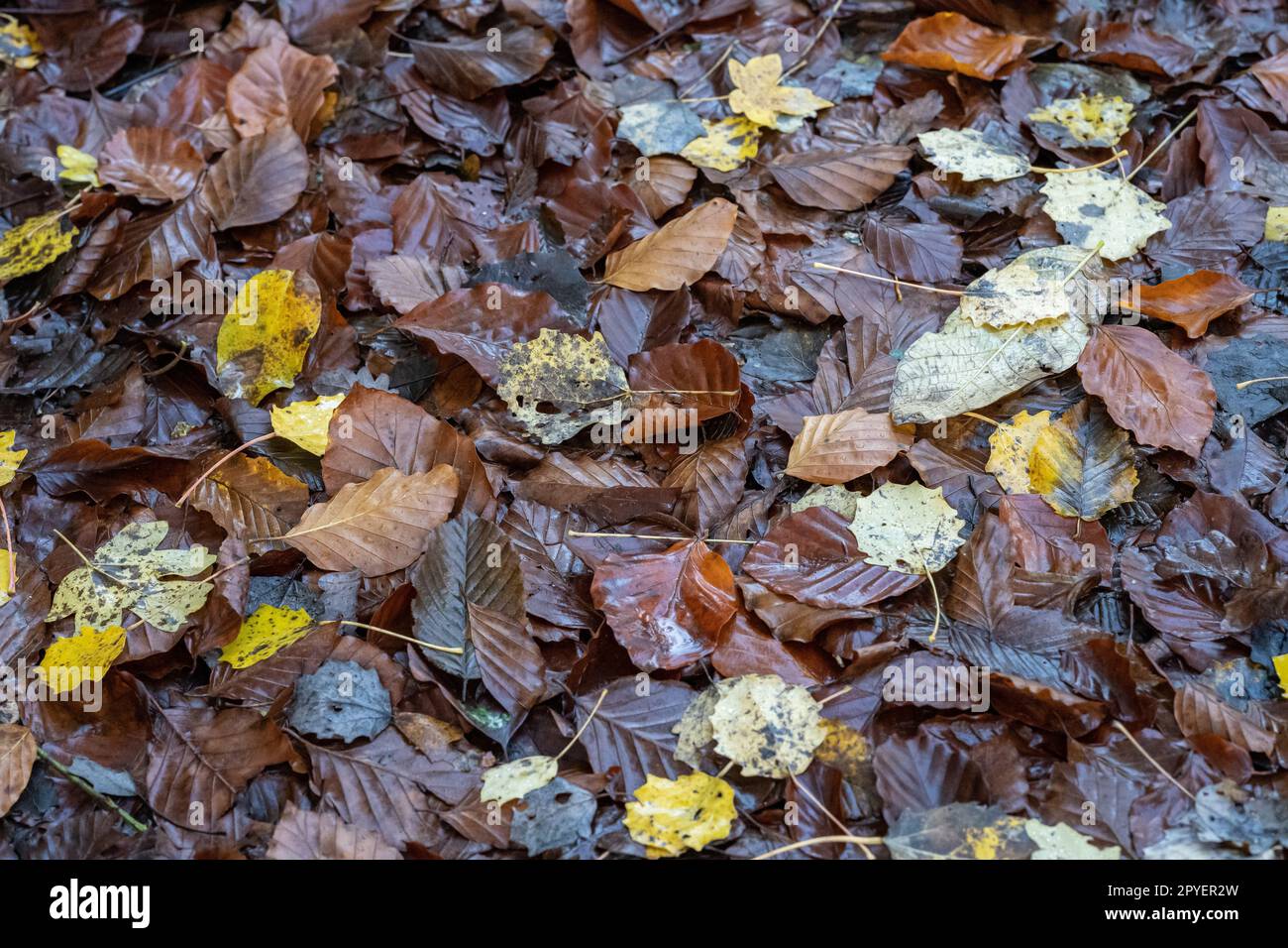 Dead leaves on the ground hi-res stock photography and images - Alamy