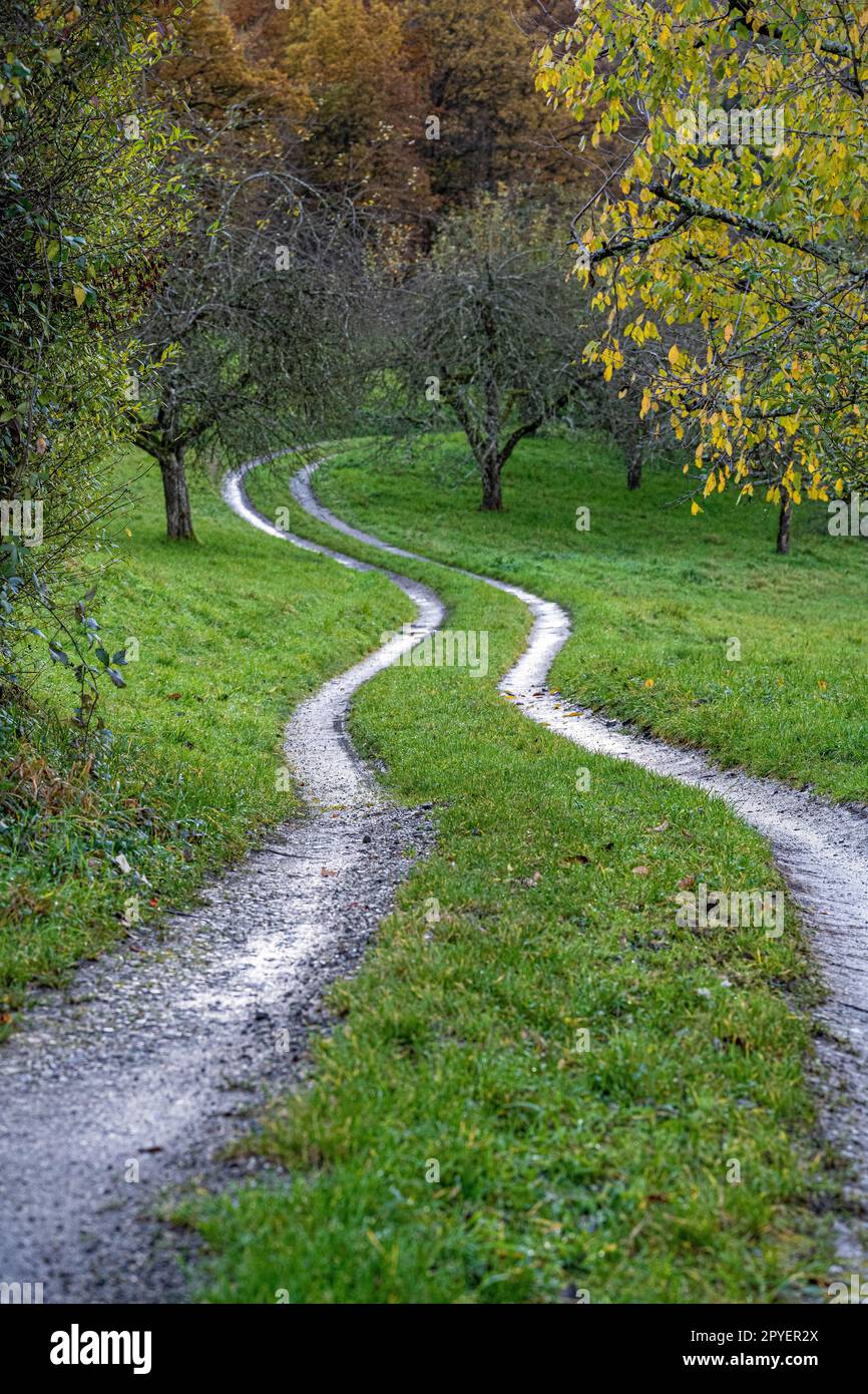 Woodland path through the colorful field of apple trees Stock Photo - Alamy