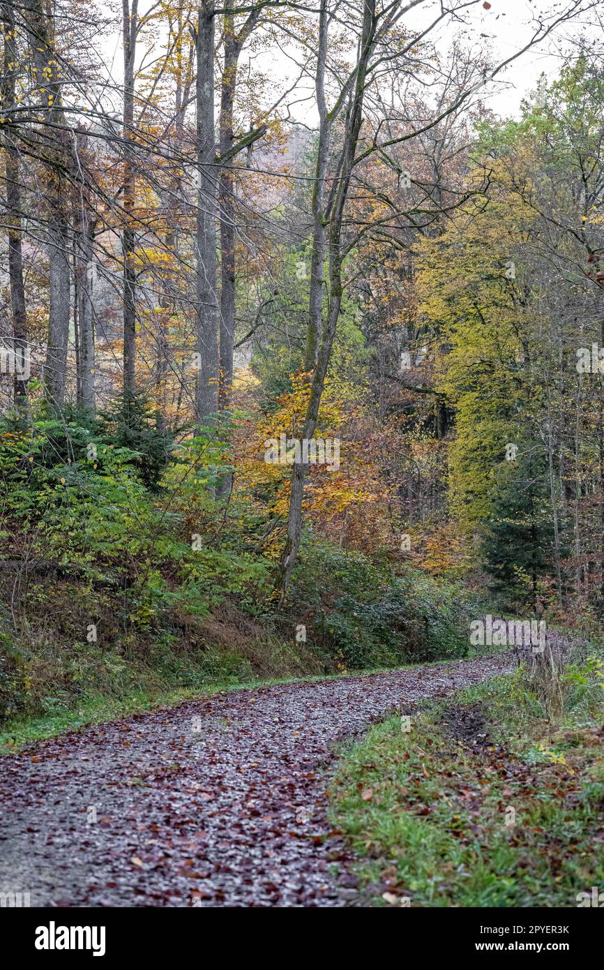 Dark forest path hi-res stock photography and images - Alamy