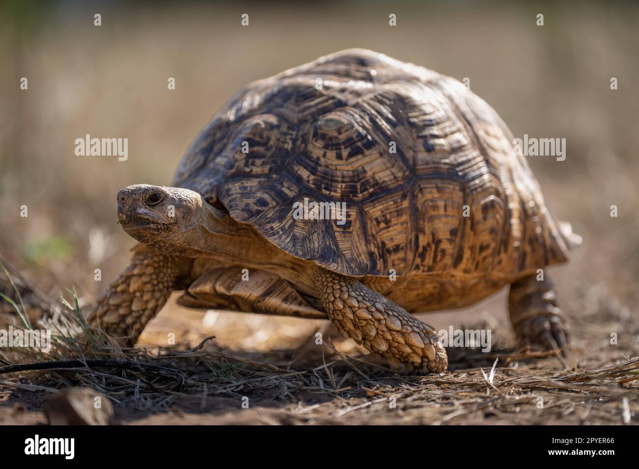 Leopard tortoise walks over grass in sunshine Stock Photo - Alamy