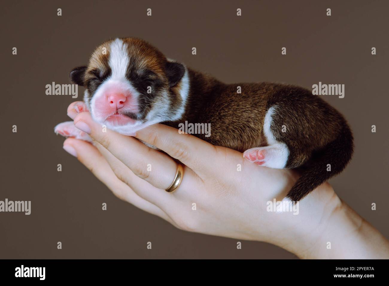 Close up unrecognizable human hand with ring carefully carrying ...