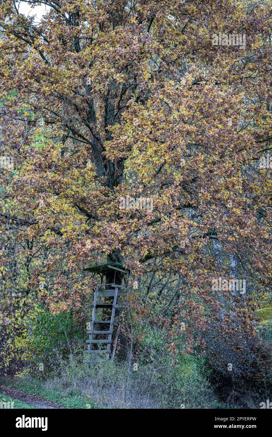 Small raised hide for hunting in the middle of the forest Stock Photo ...