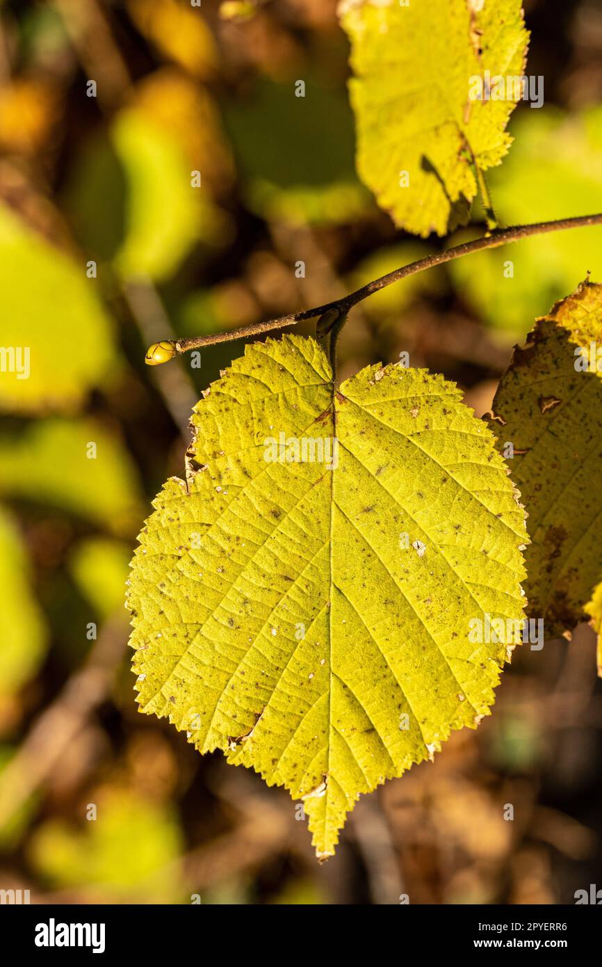 Brown spots on yellow leaf hi-res stock photography and images - Alamy