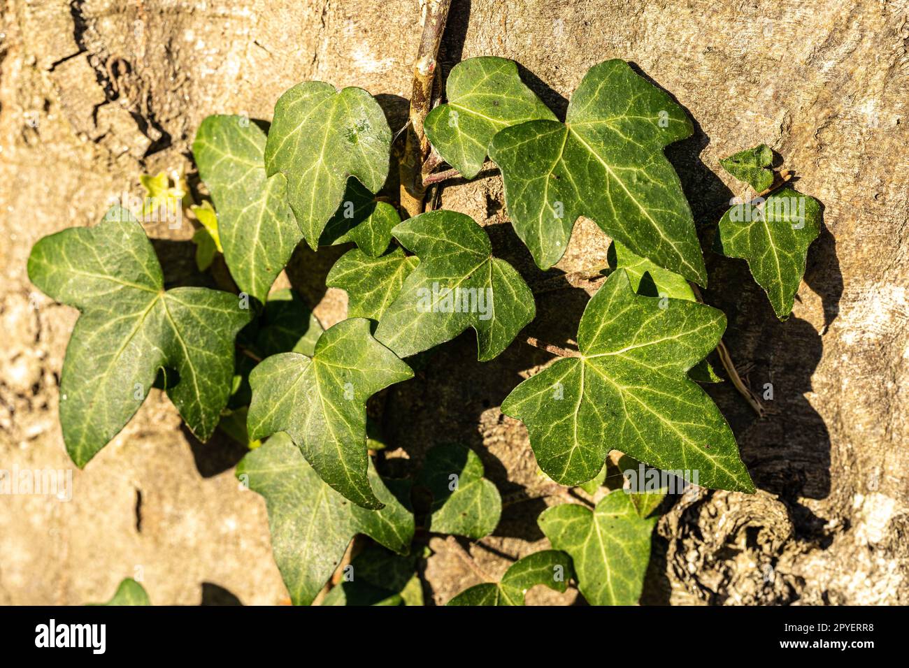 Ivy on a rock hi-res stock photography and images - Alamy