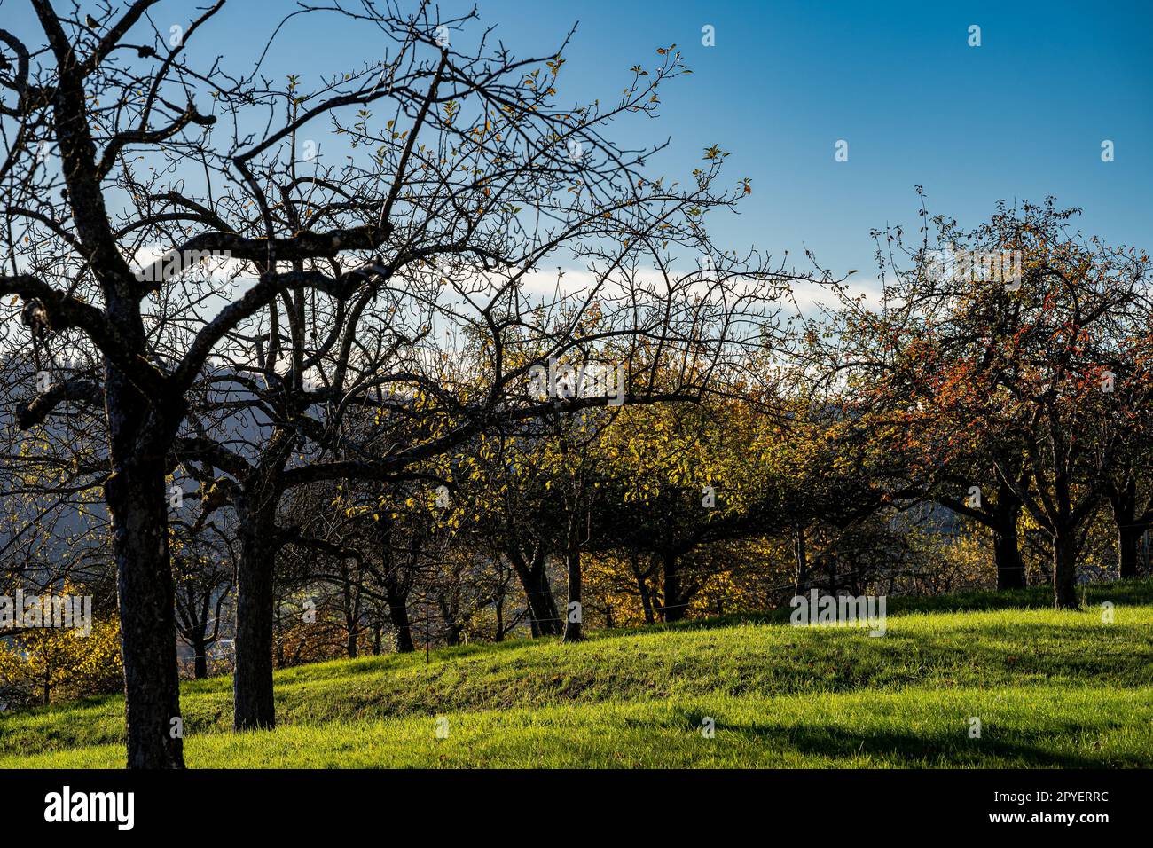Deep green trees hi-res stock photography and images - Alamy