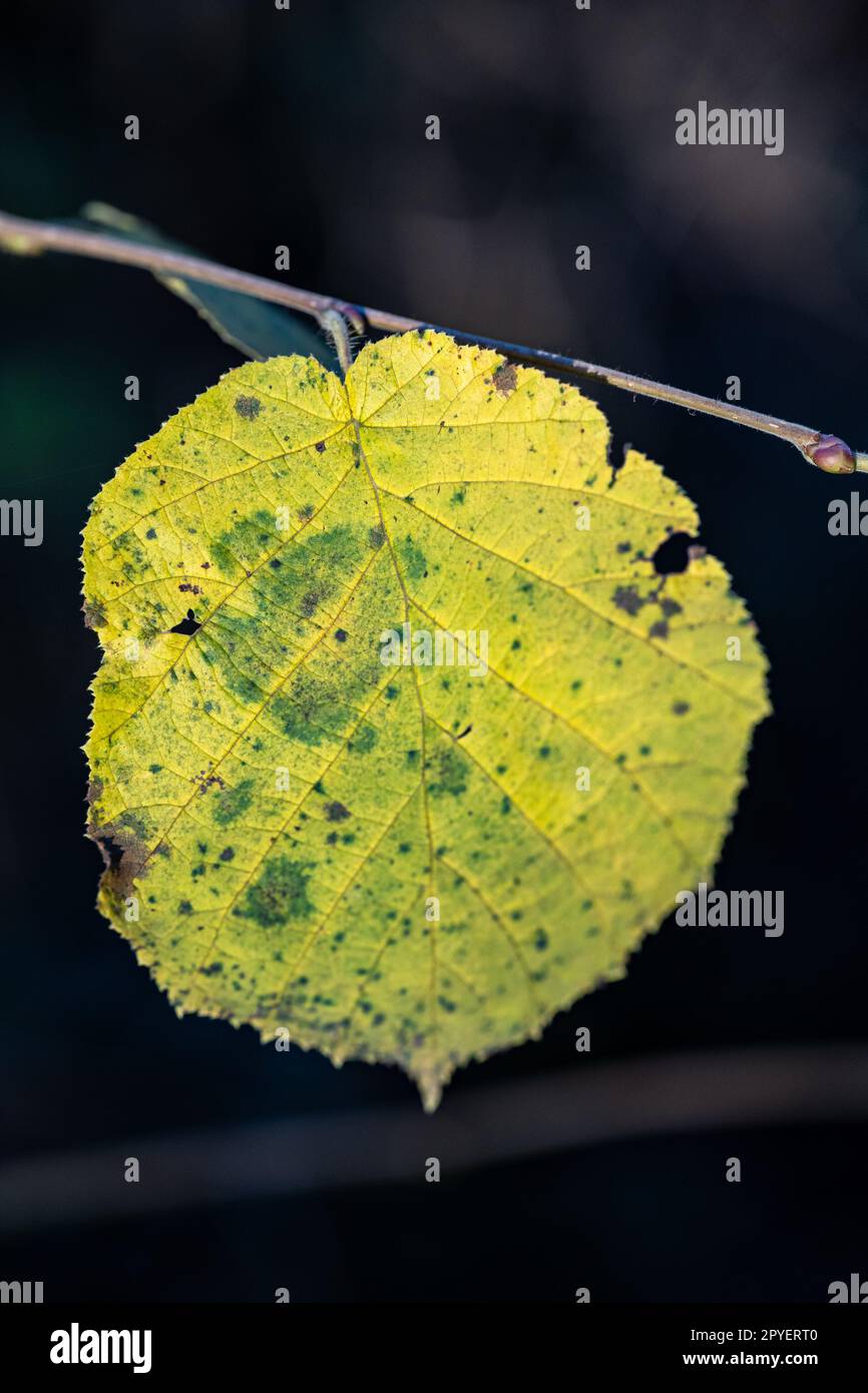 Yellow linden leaf on a big linden tree Stock Photo - Alamy