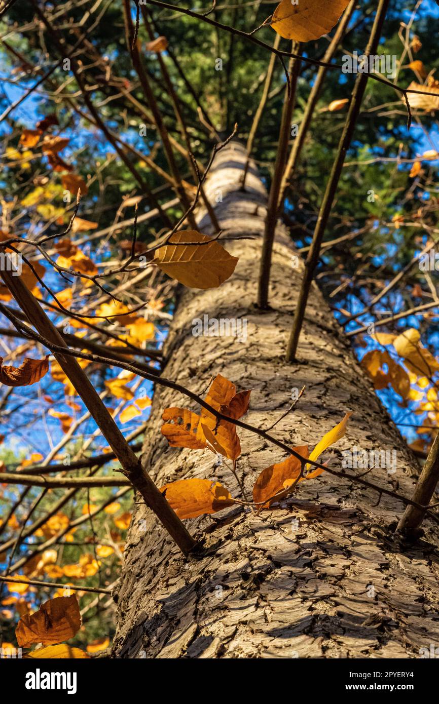 Brown tree trunk and black shadows of branches on it Stock Photo - Alamy