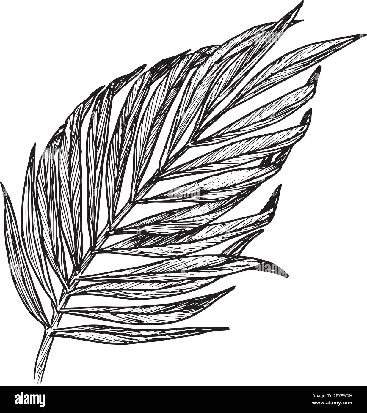 Vector illustrartion of graphical tropical palm leaves. Ink exotic ...