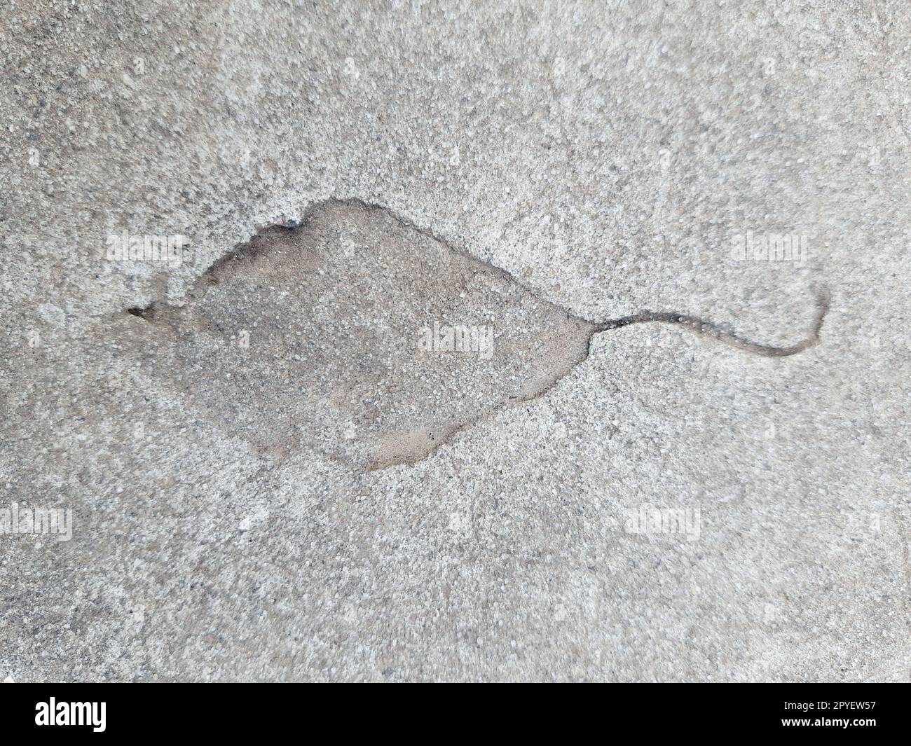 Fallen leaf texture hi-res stock photography and images - Alamy