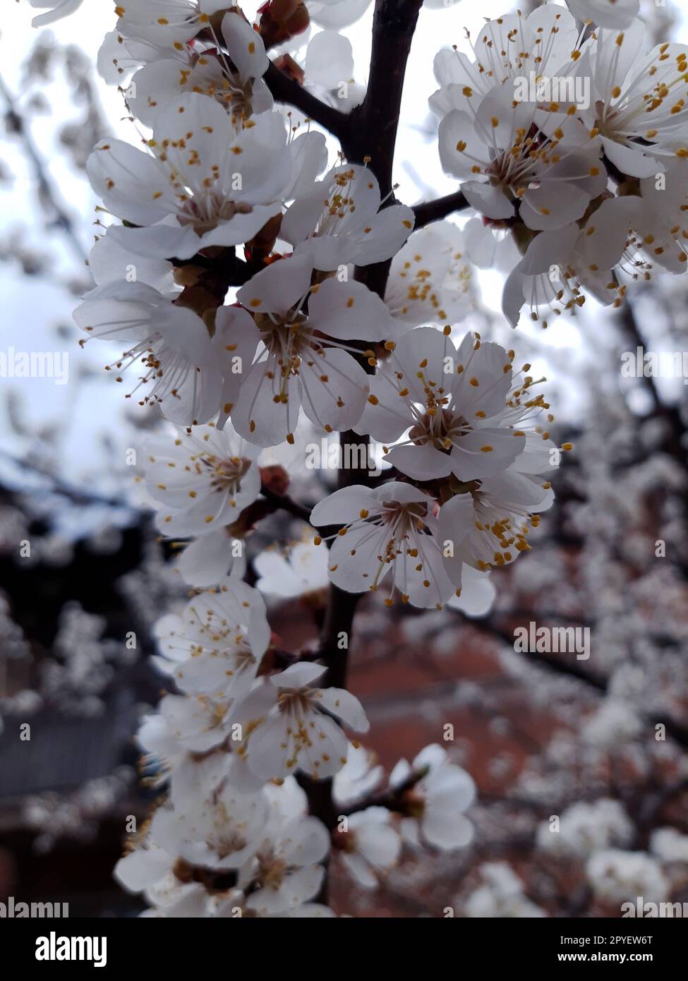 Close up fresh apricot hi-res stock photography and images - Alamy