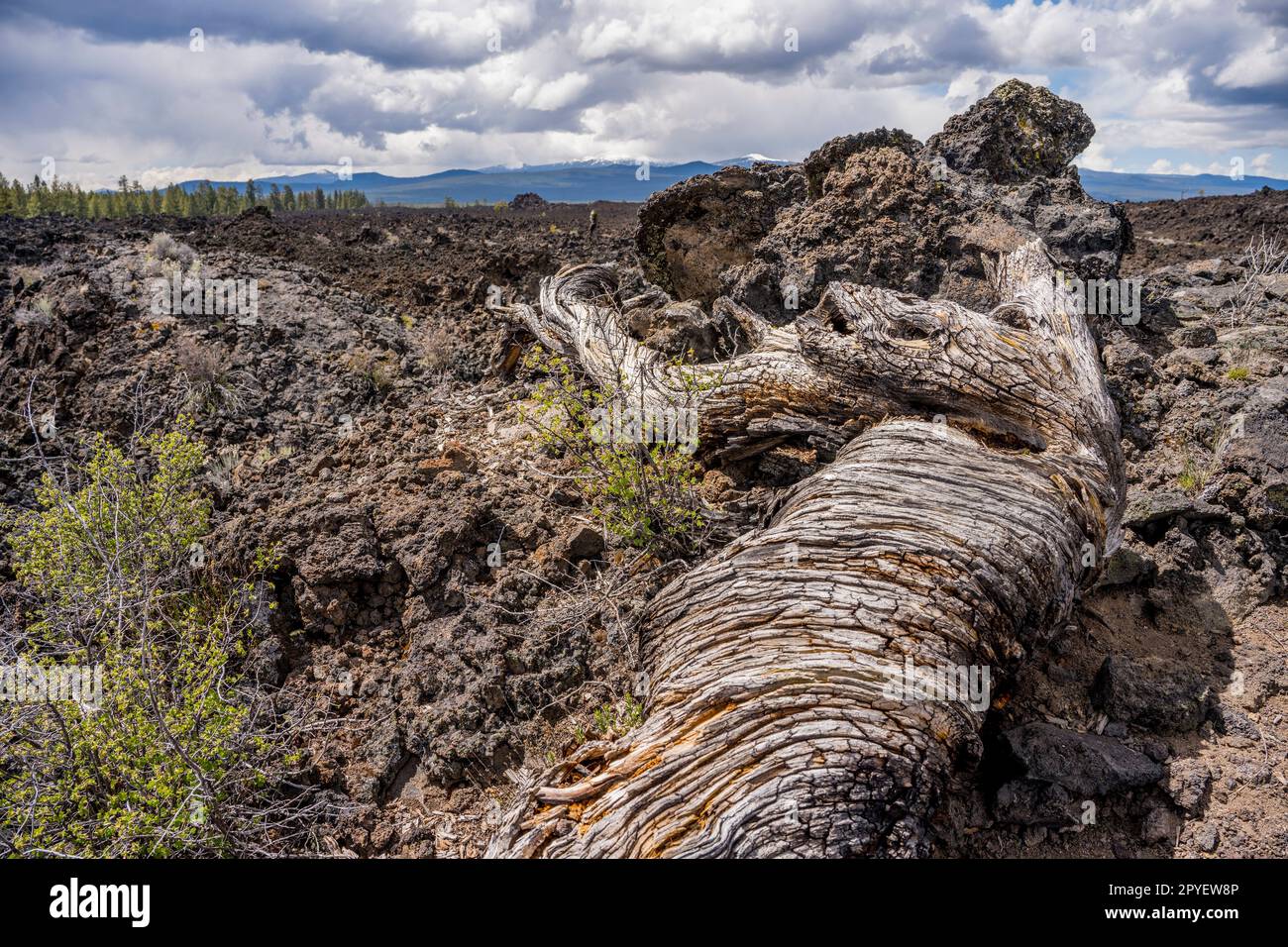 Dead pine tree hi-res stock photography and images - Alamy