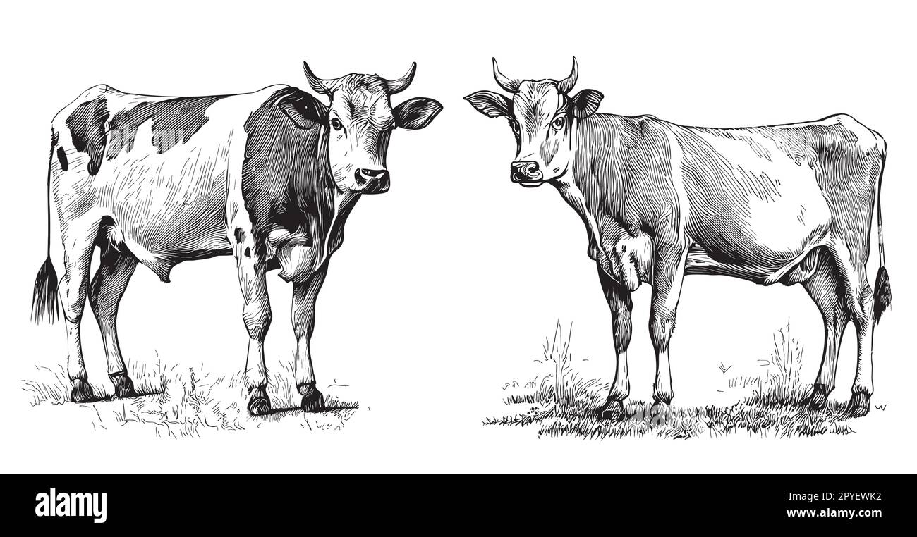 Cows two sketch hand drawn in doodle style illustration Stock Vector ...